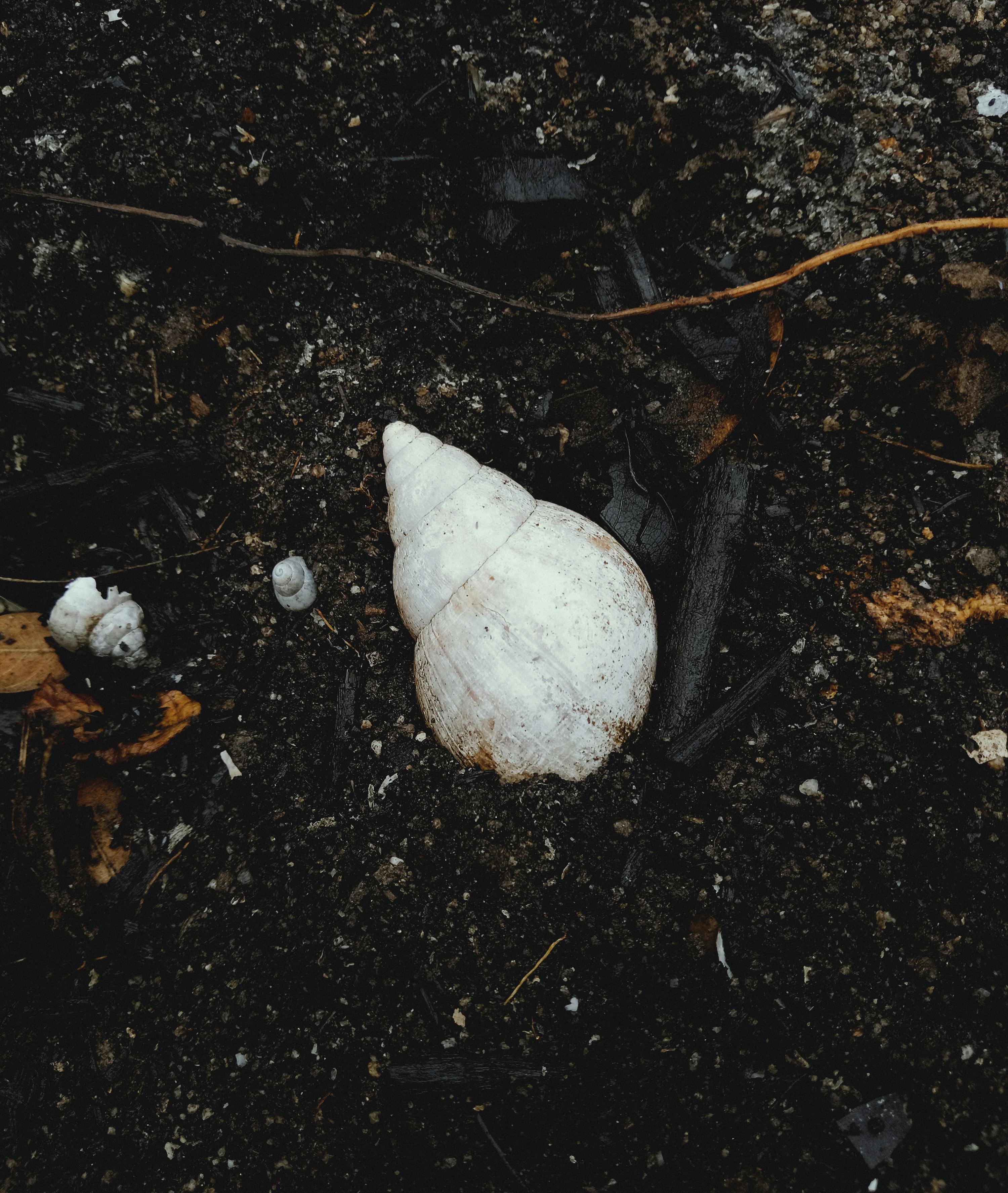 Close-Up Shot of a White Shell on the Soil · Free Stock Photo
