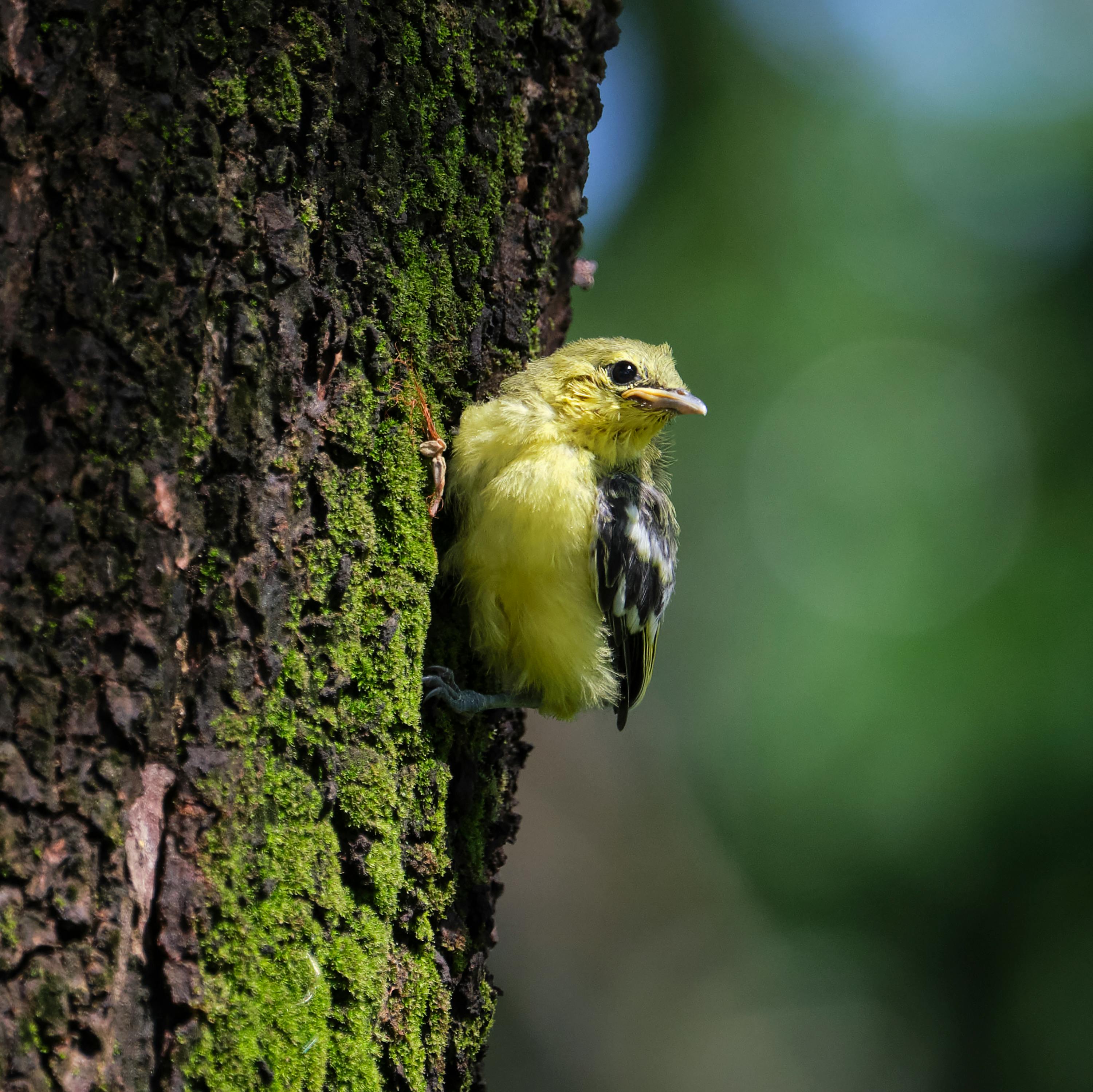 Common Iora Bird on a Tree Trunk · Free Stock Photo