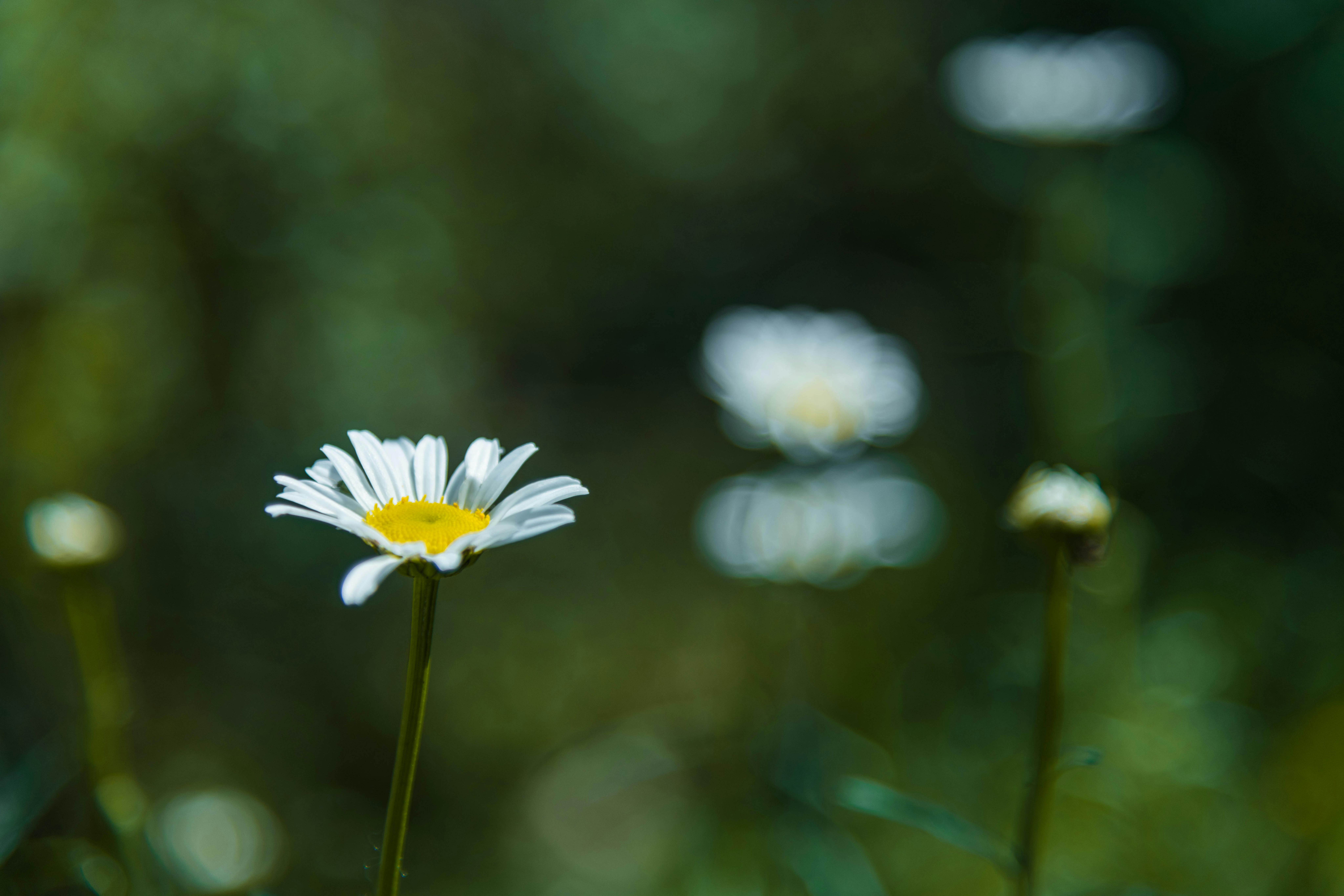 Daisy Outdoor Photos, Download The BEST Free Daisy Outdoor Stock Photos ...
