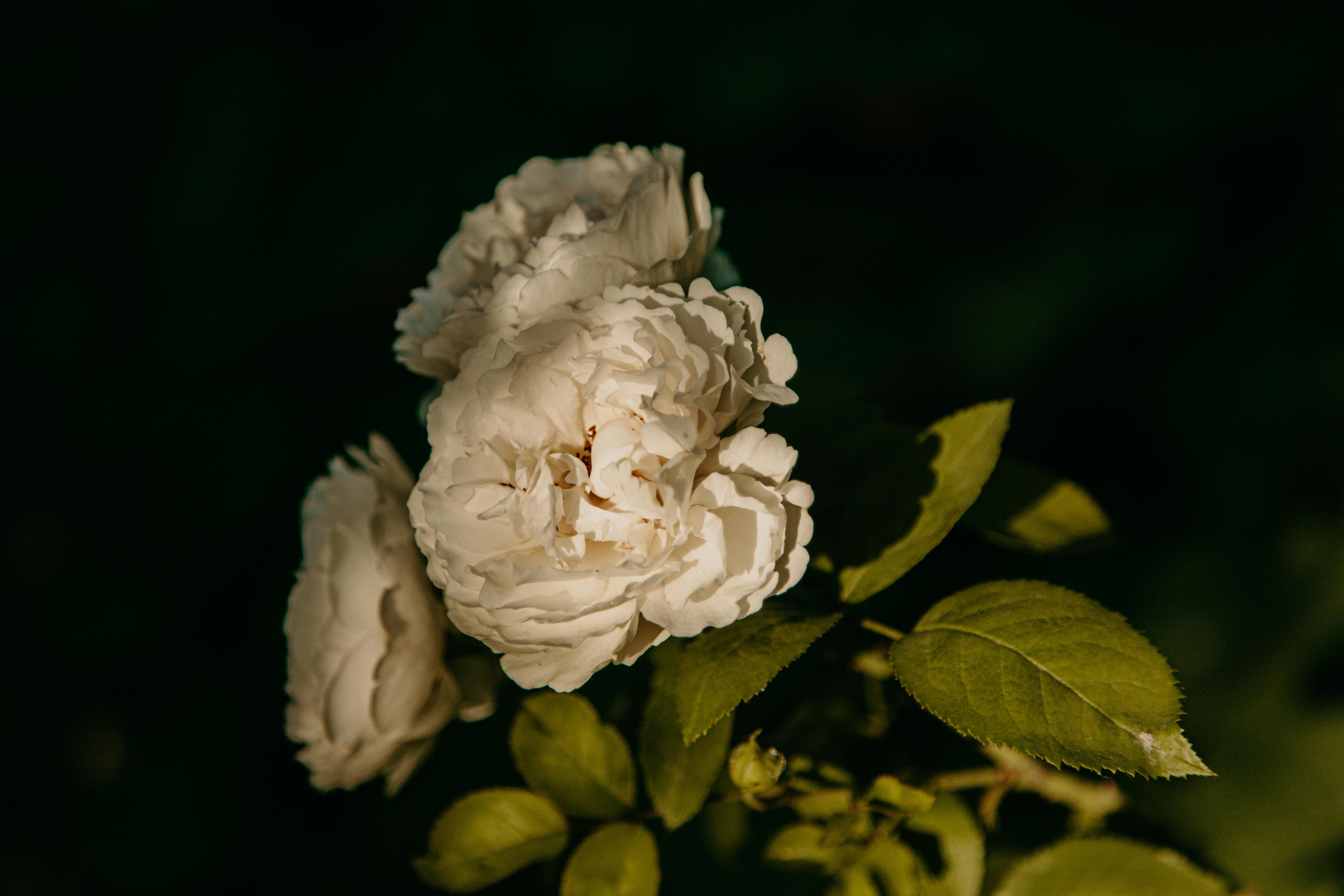 Close up of White Roses on Black Background · Free Stock Photo