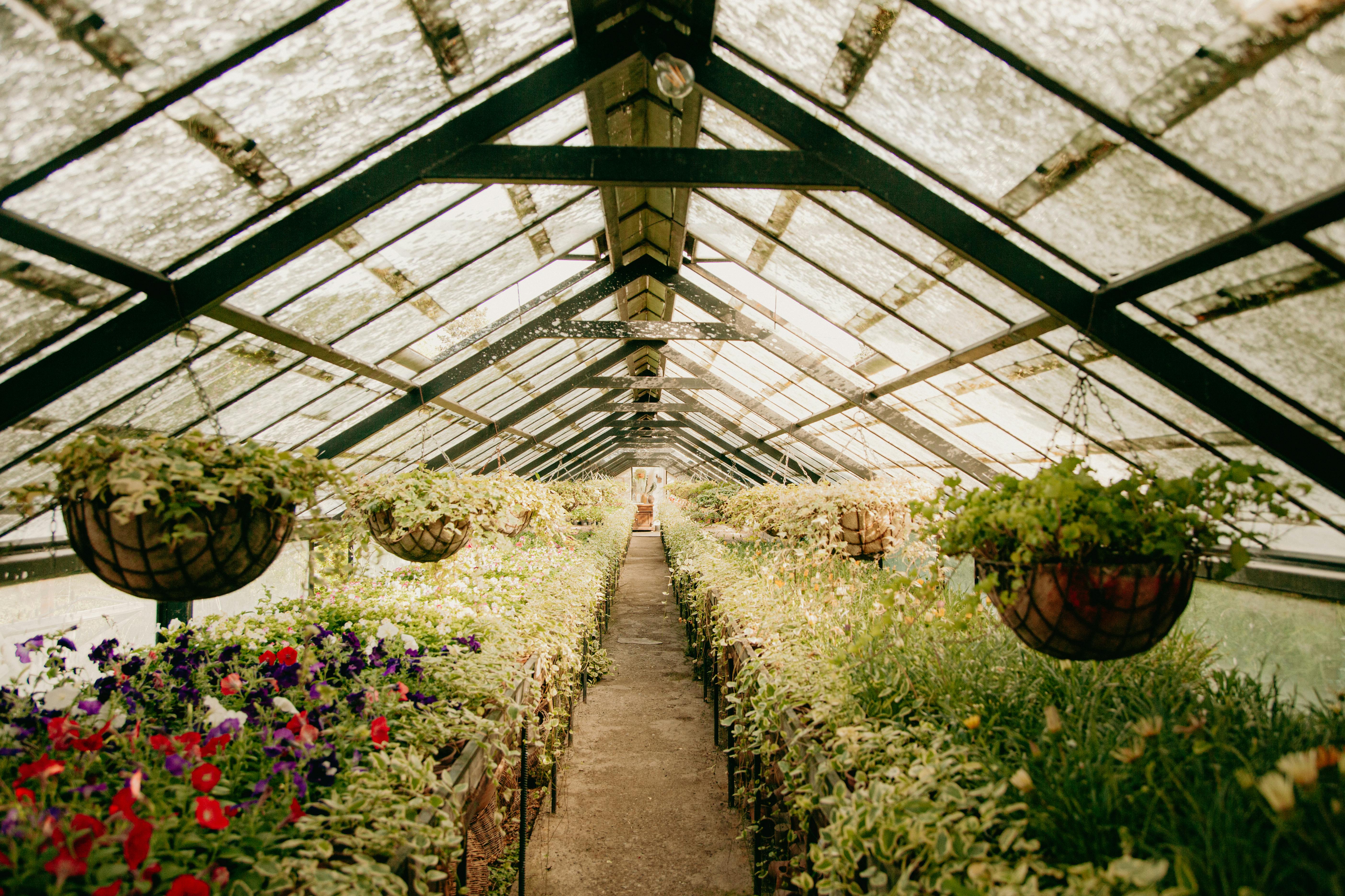 Symmetrical View of a Greenhouse Interior · Free Stock Photo