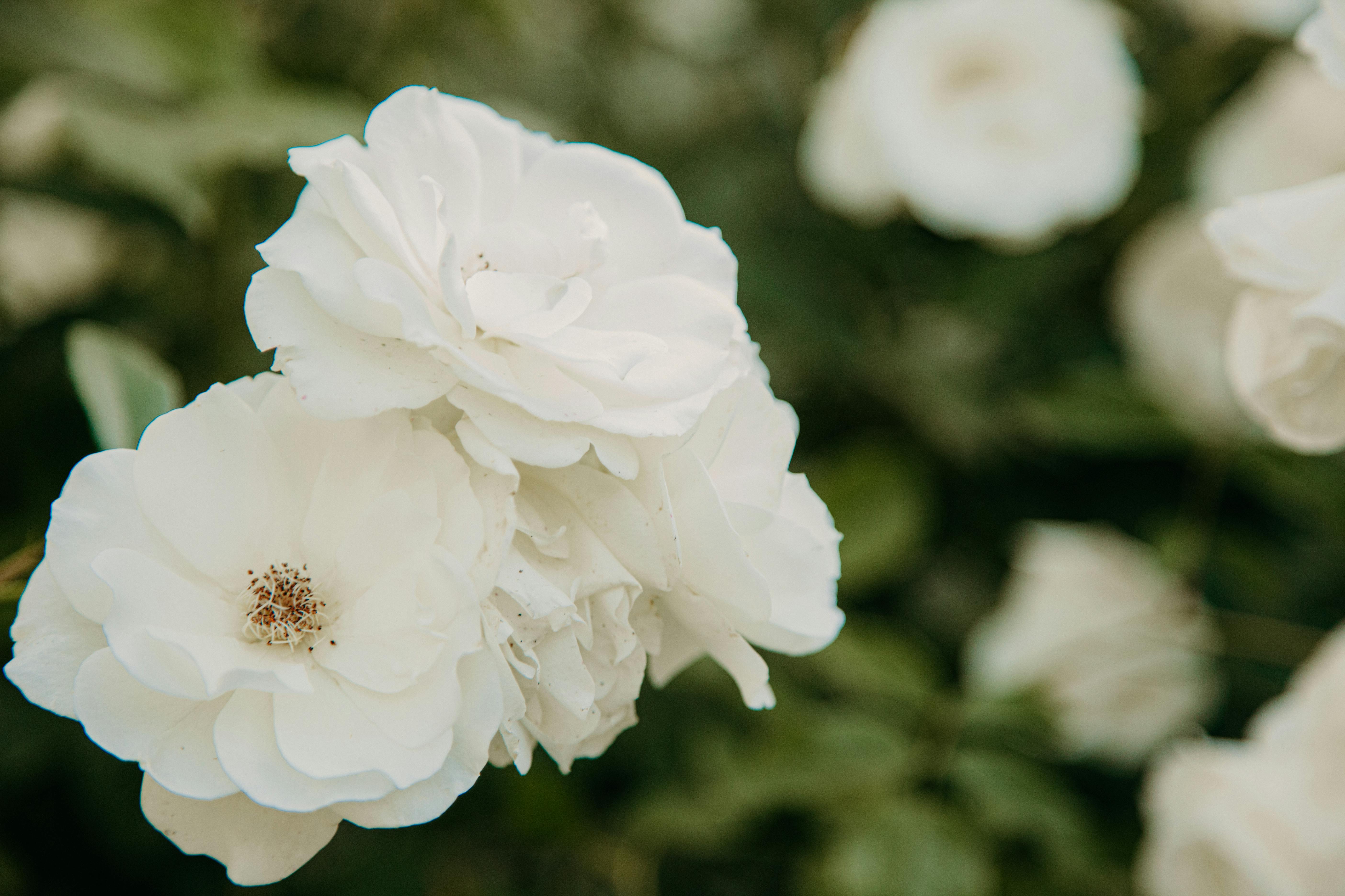 Pink Rose in Close Up View Image · Free Stock Photo