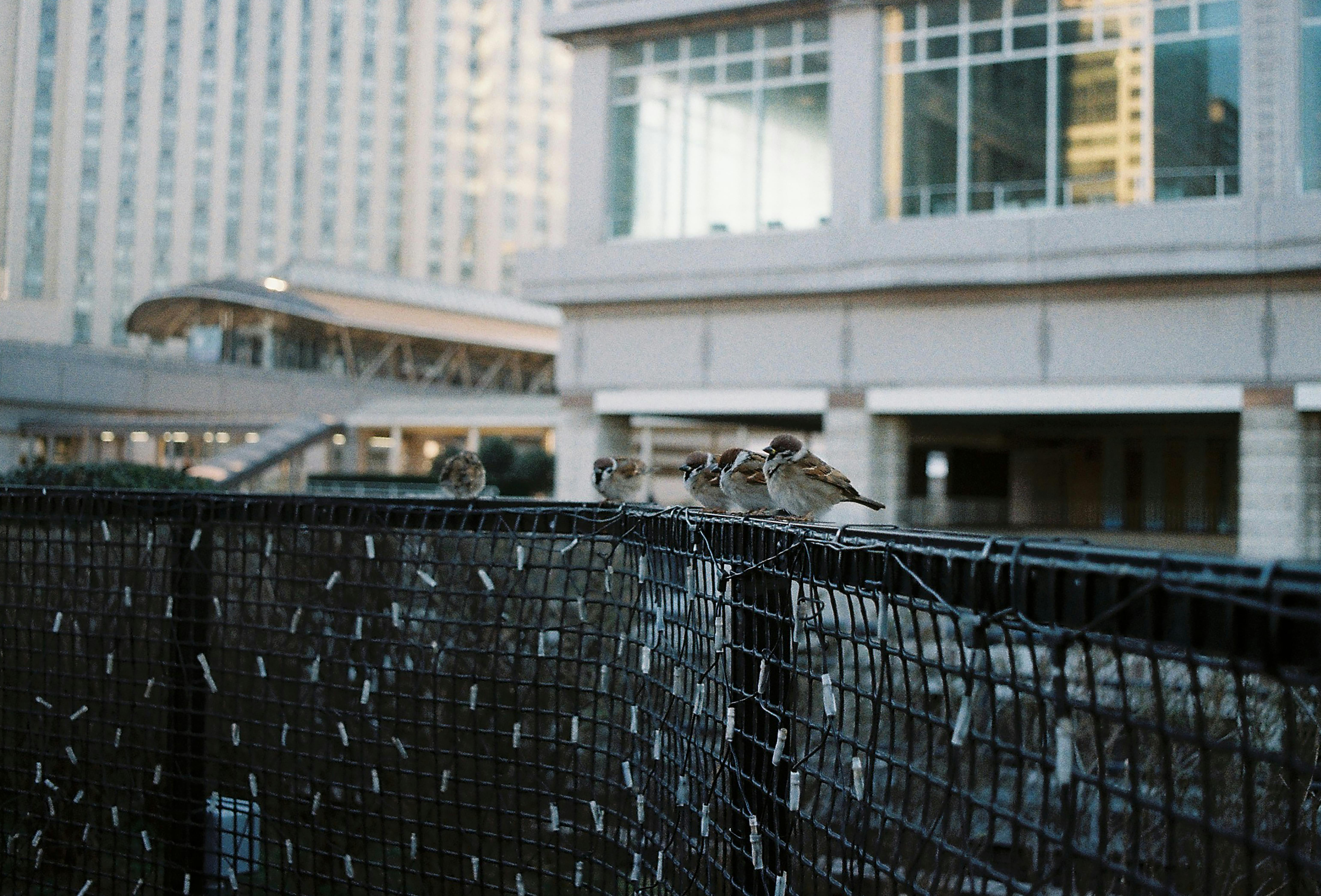 Sparrows Perching at Fence in City · Free Stock Photo