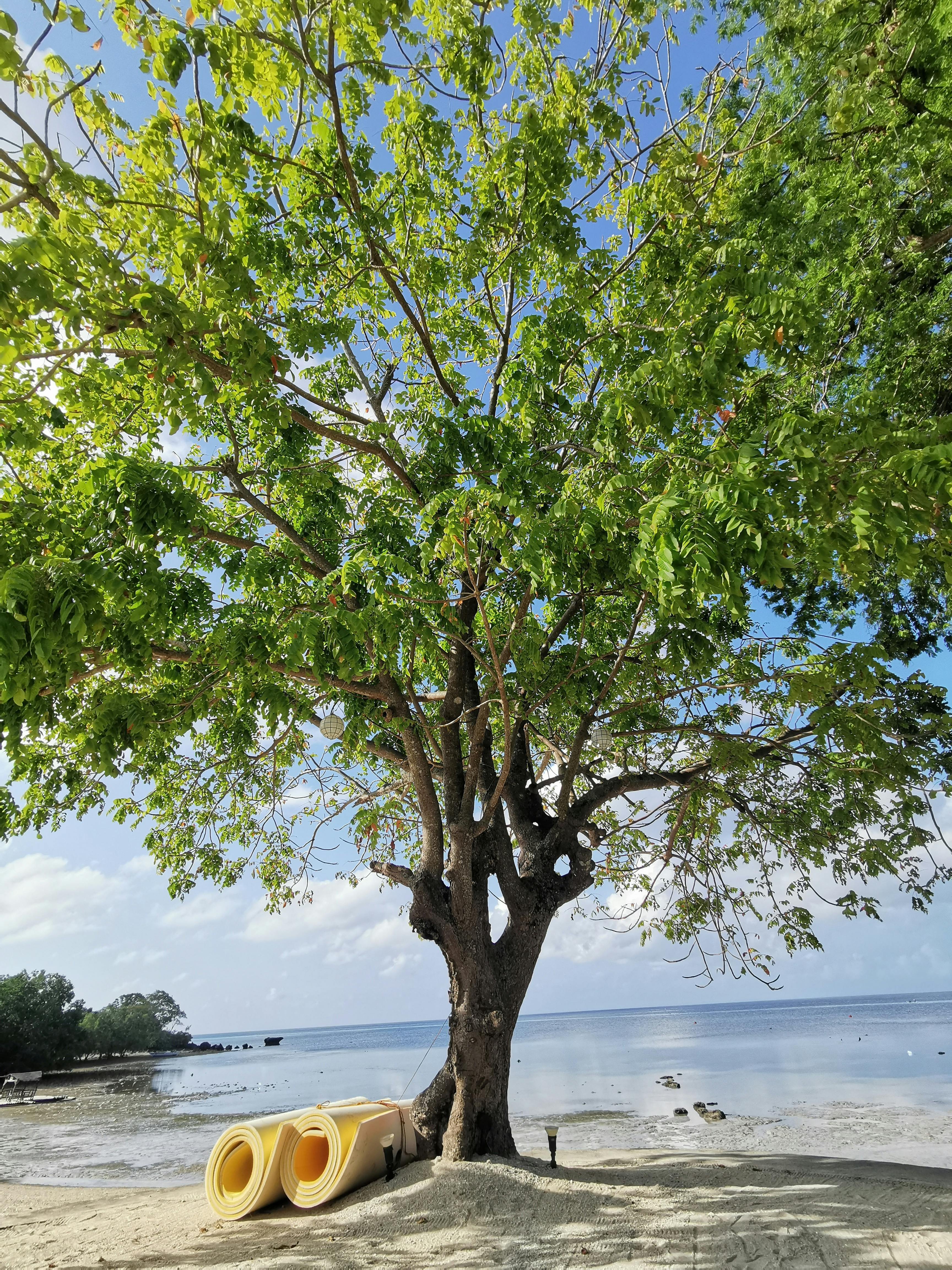 Green Tree Near Body of Water · Free Stock Photo