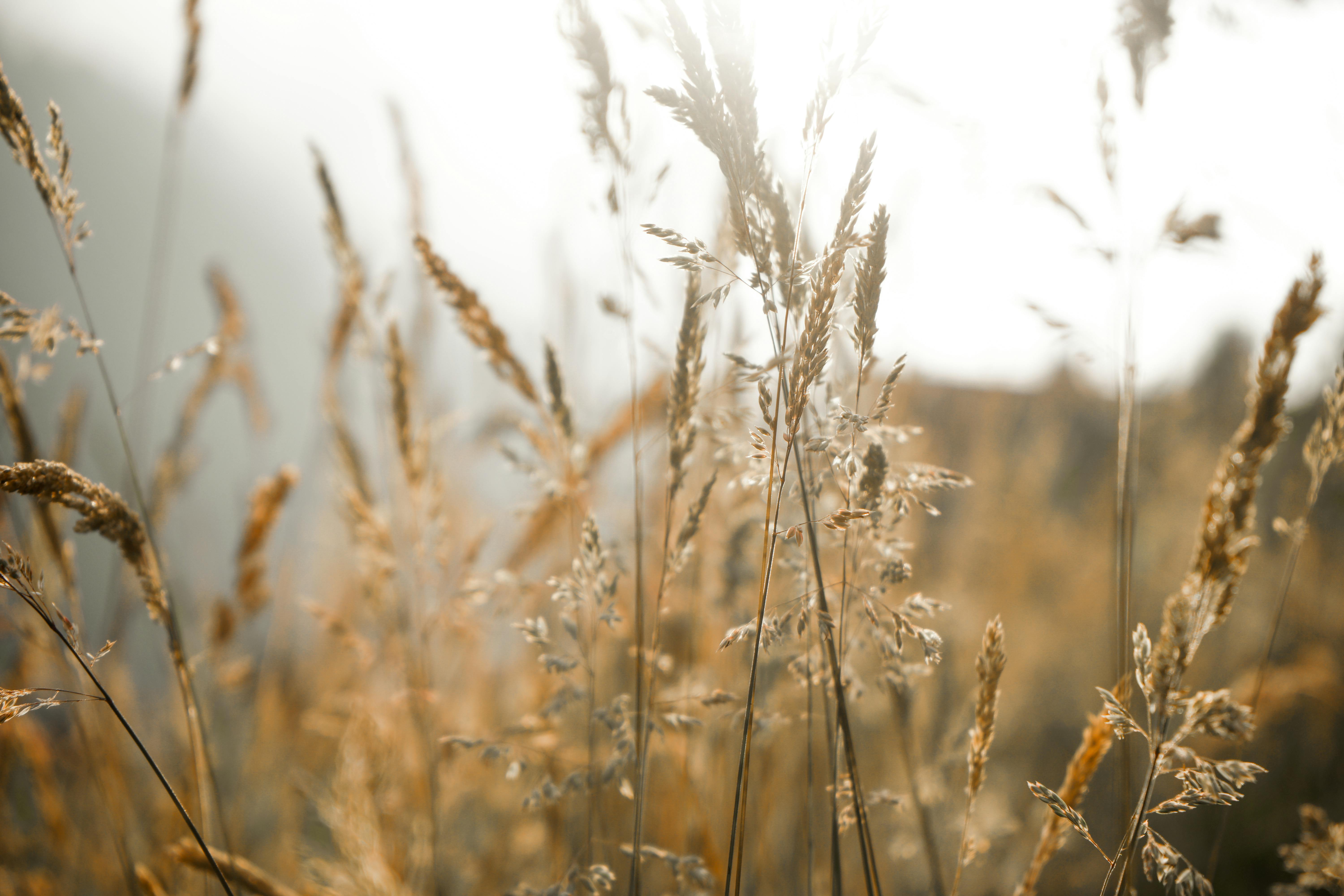 Reeds and Grasses in a Field · Free Stock Photo