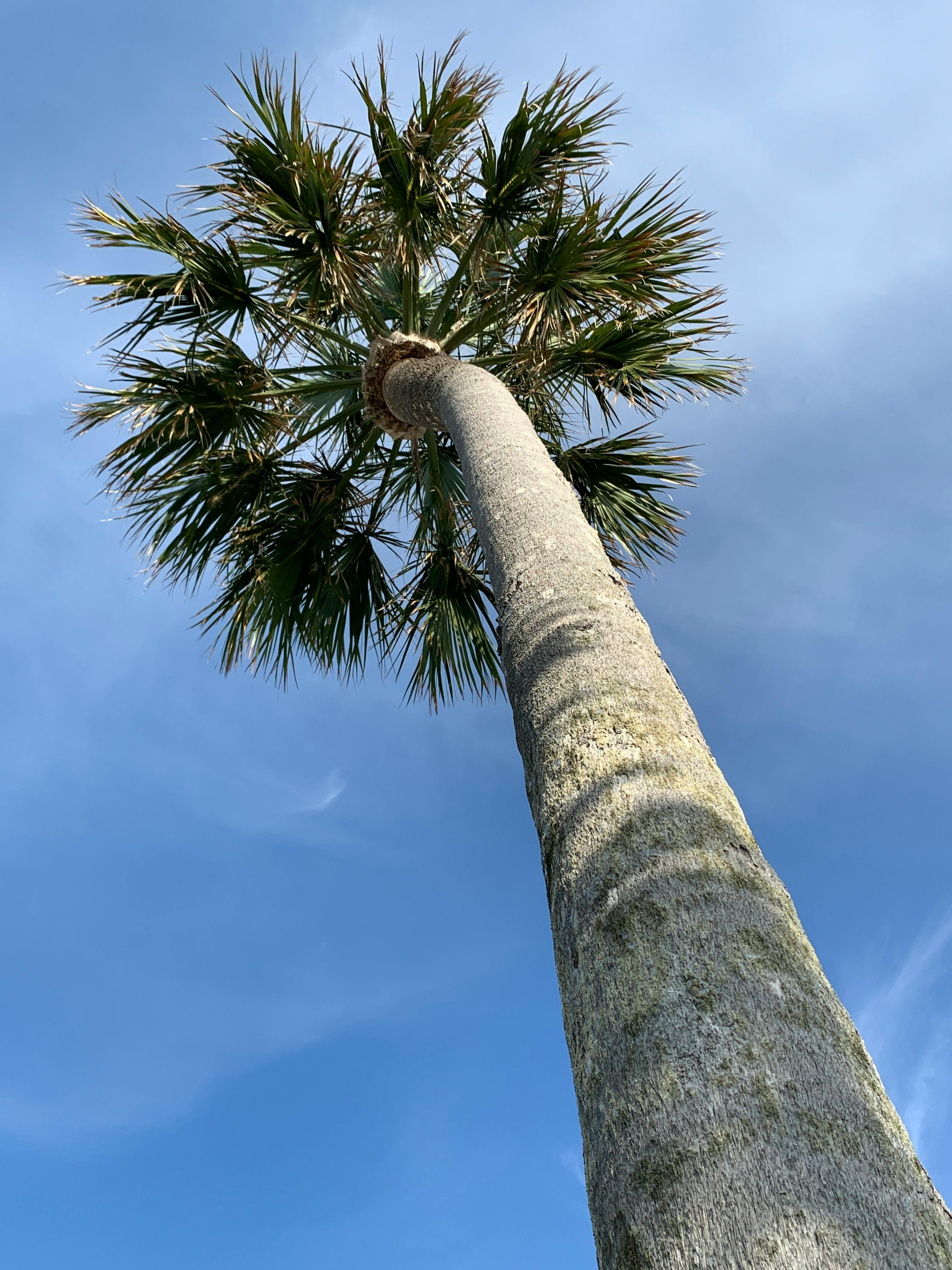 Low Angle Photography of Palm Tree · Free Stock Photo