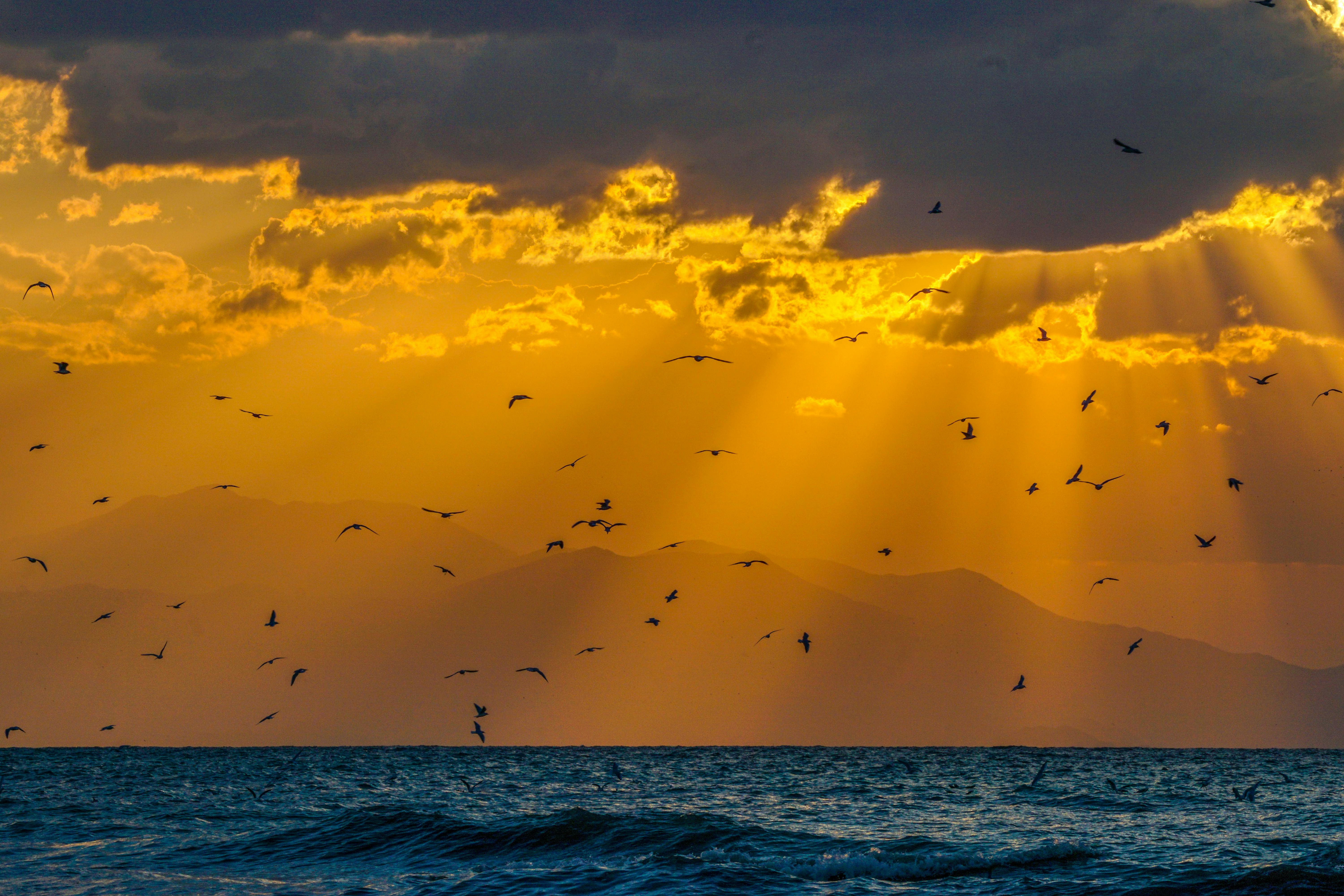Birds Flying over Sea During Sunset · Free Stock Photo
