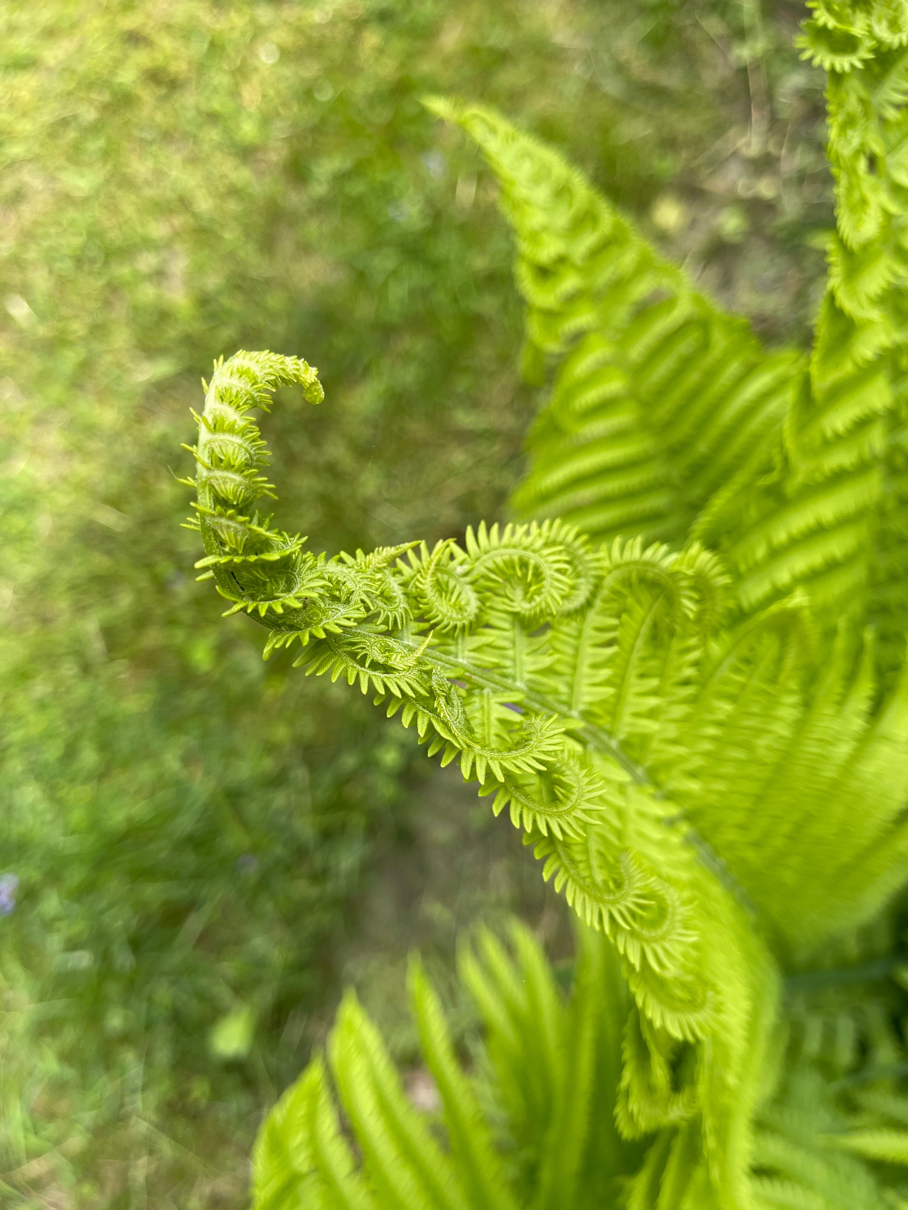 Photo of Person Holding Fern Plant · Free Stock Photo