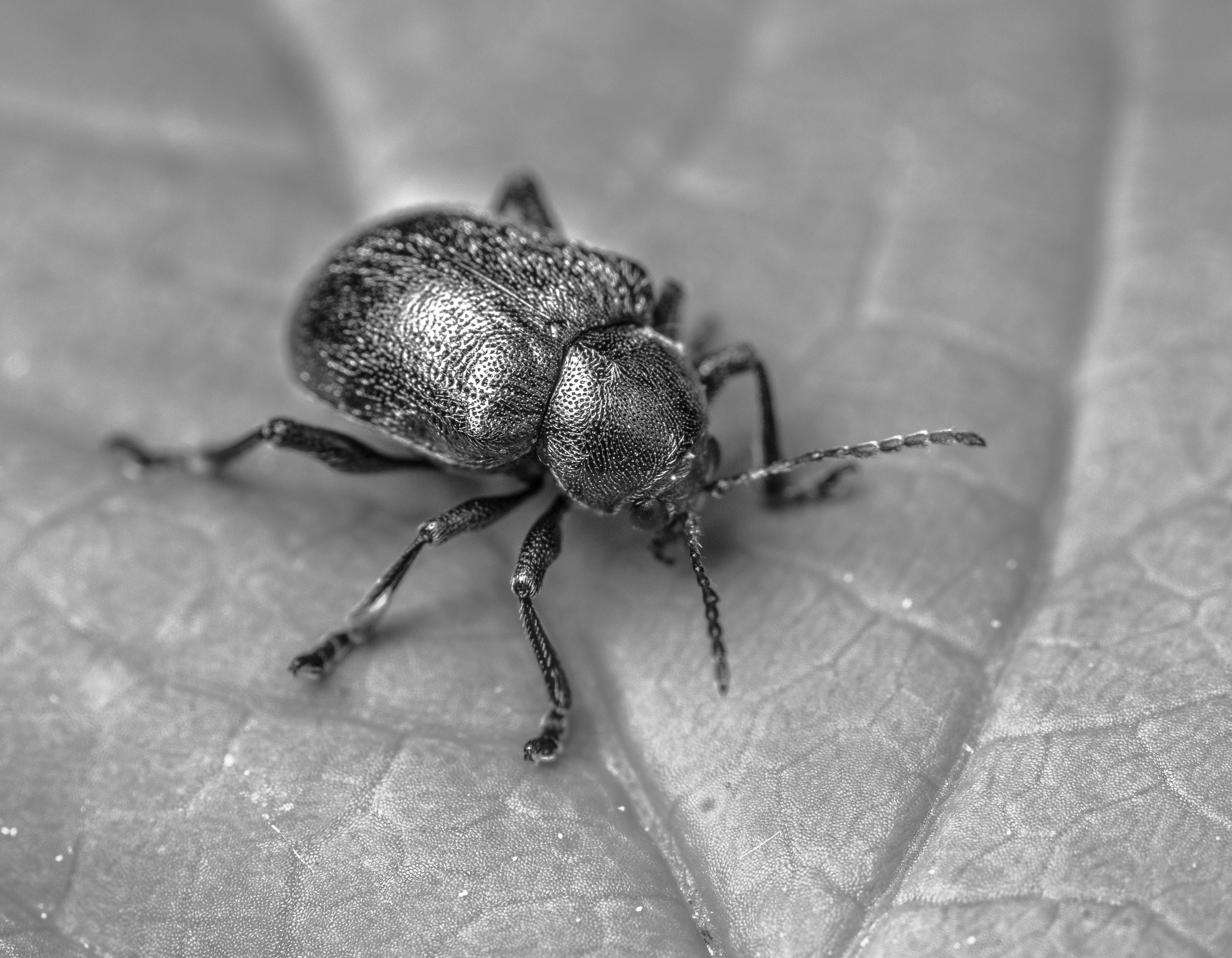Close-up of a Beetle · Free Stock Photo