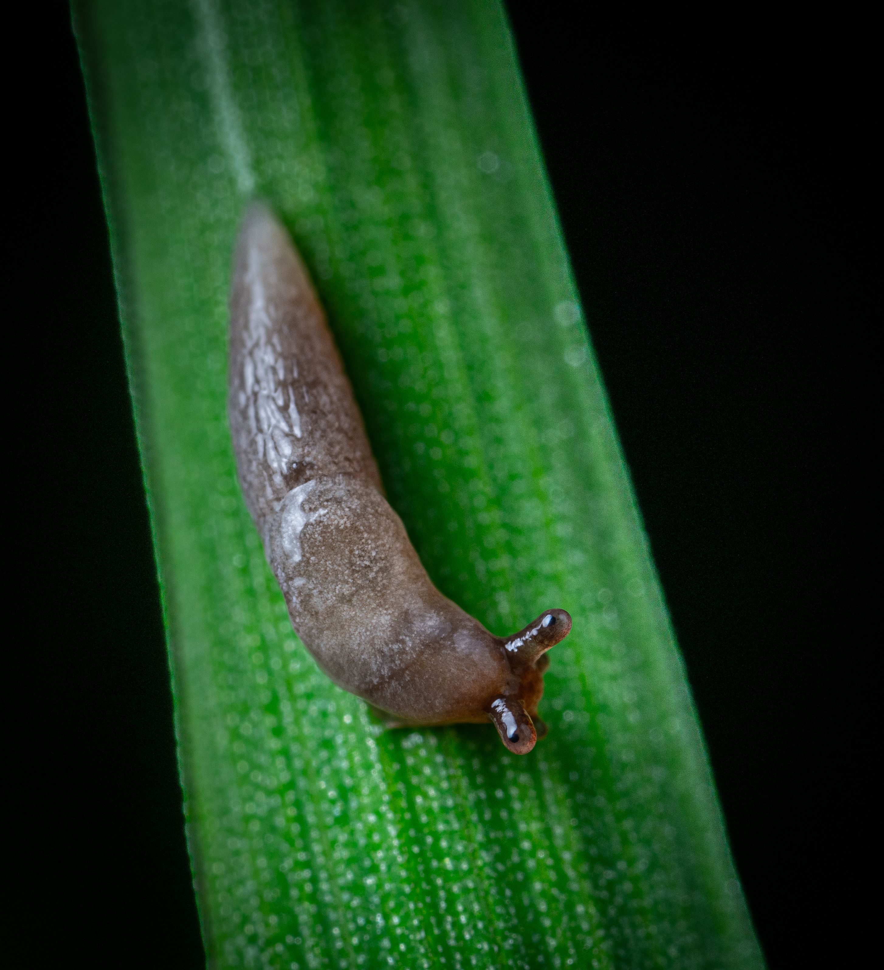Close up of Snail · Free Stock Photo