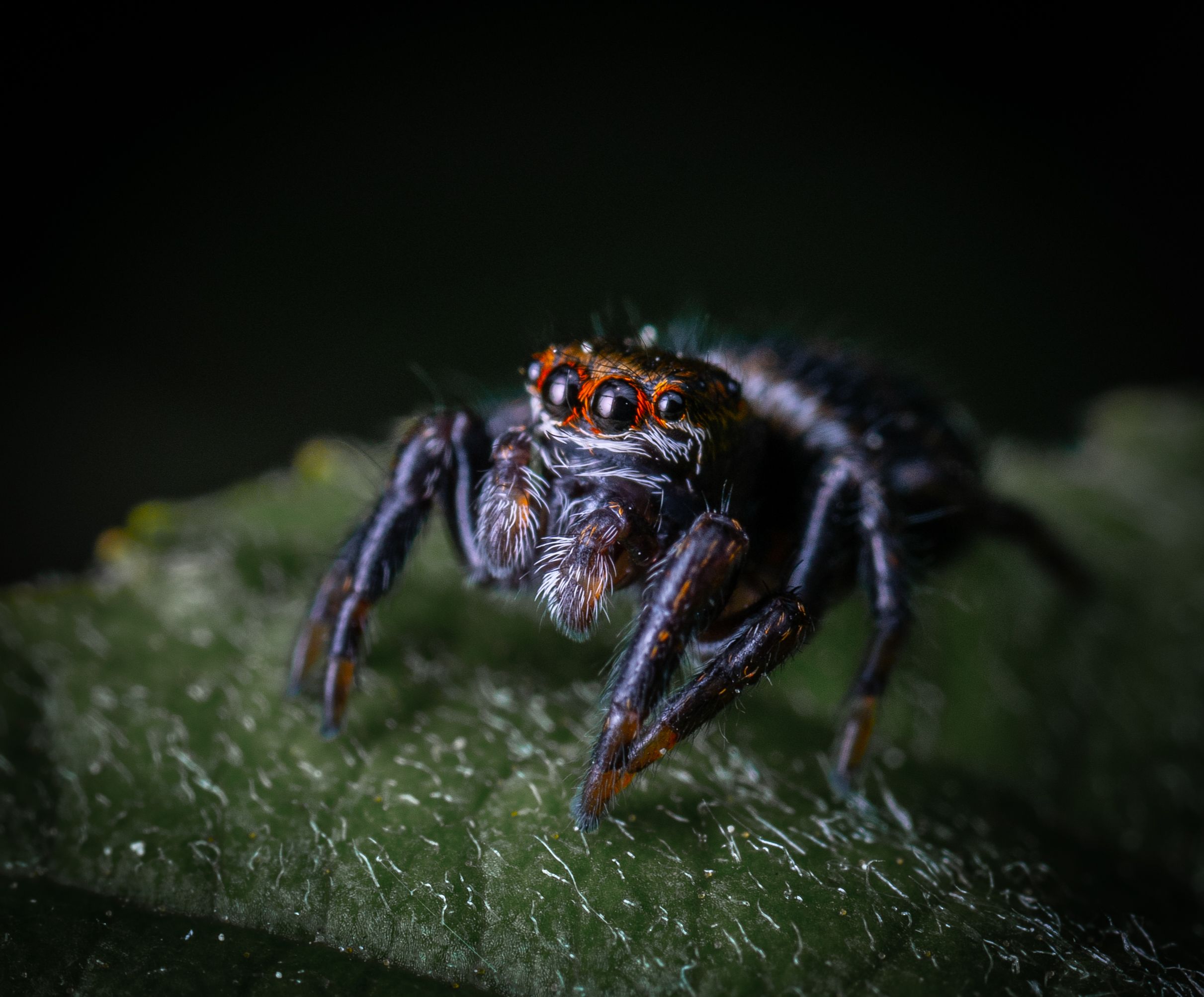 Spider on Leaf · Free Stock Photo