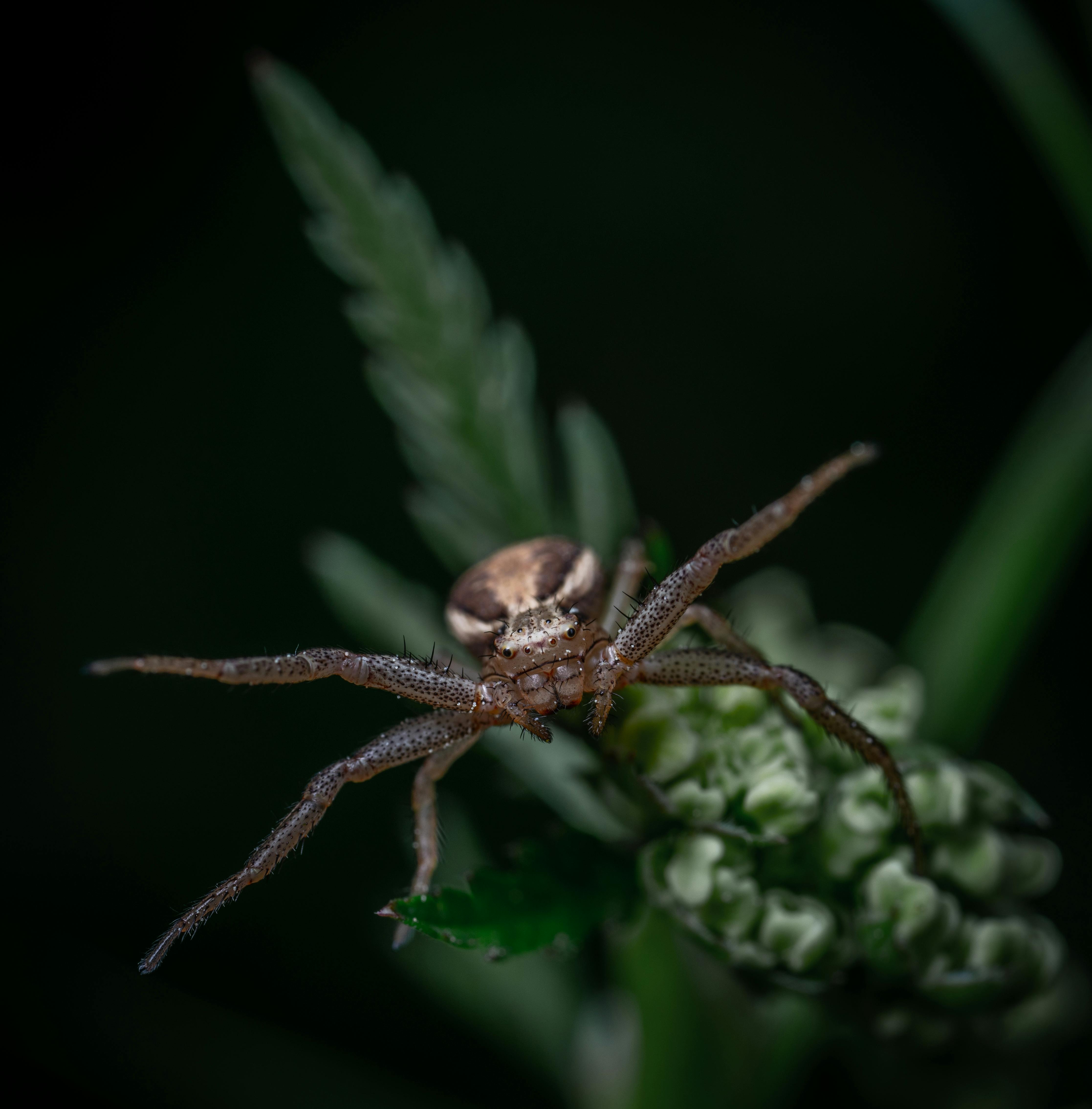 Spider Leg under Microscope · Free Stock Photo