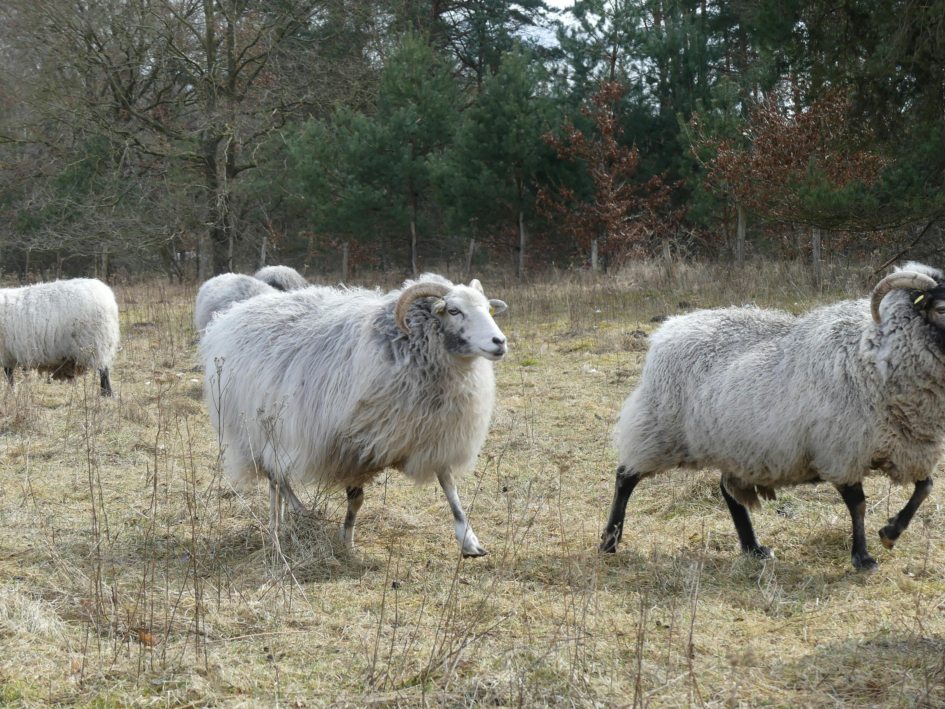 Skudde Sheep on a Field · Free Stock Photo