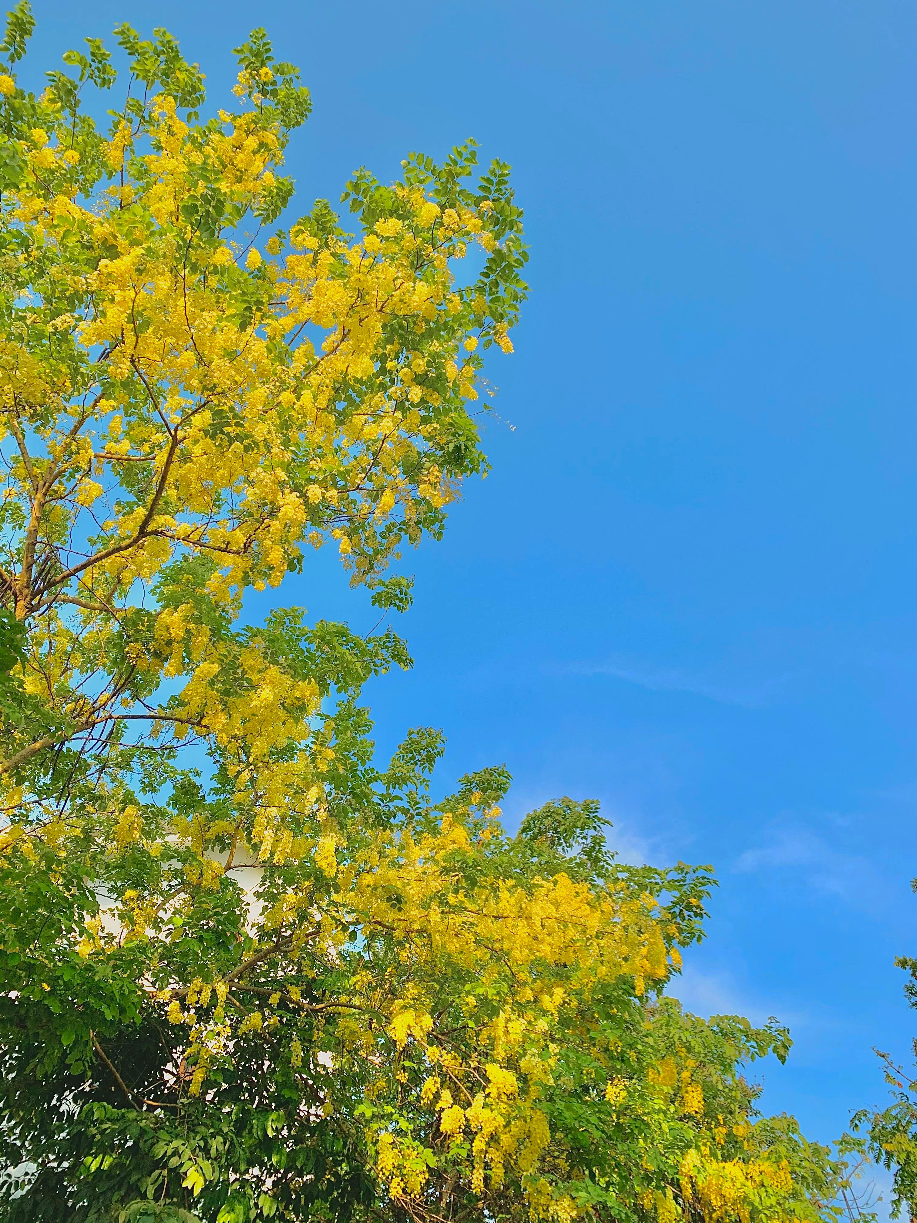 Clear Sky over Trees · Free Stock Photo