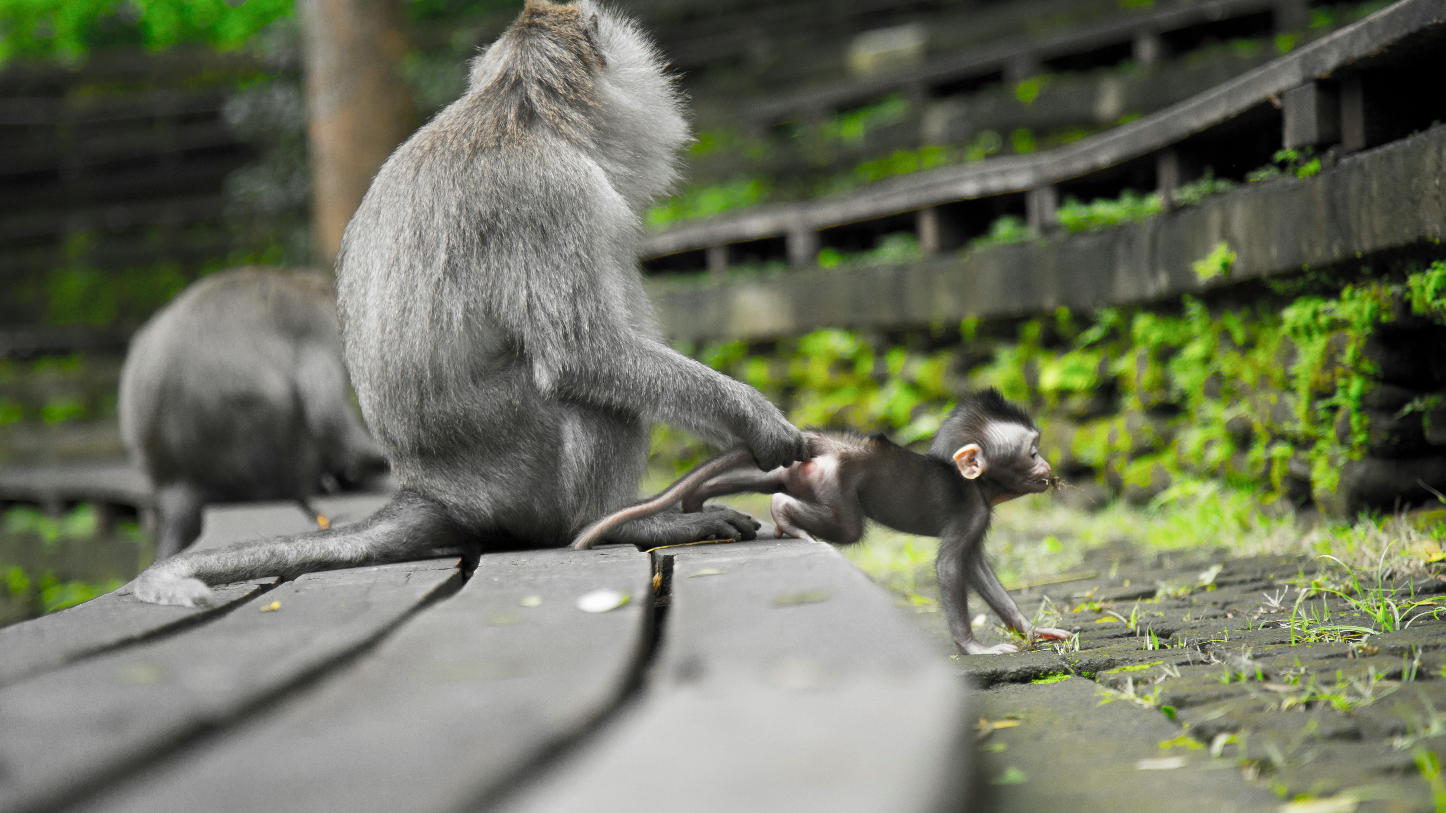 Gray Monkeys · Free Stock Photo
