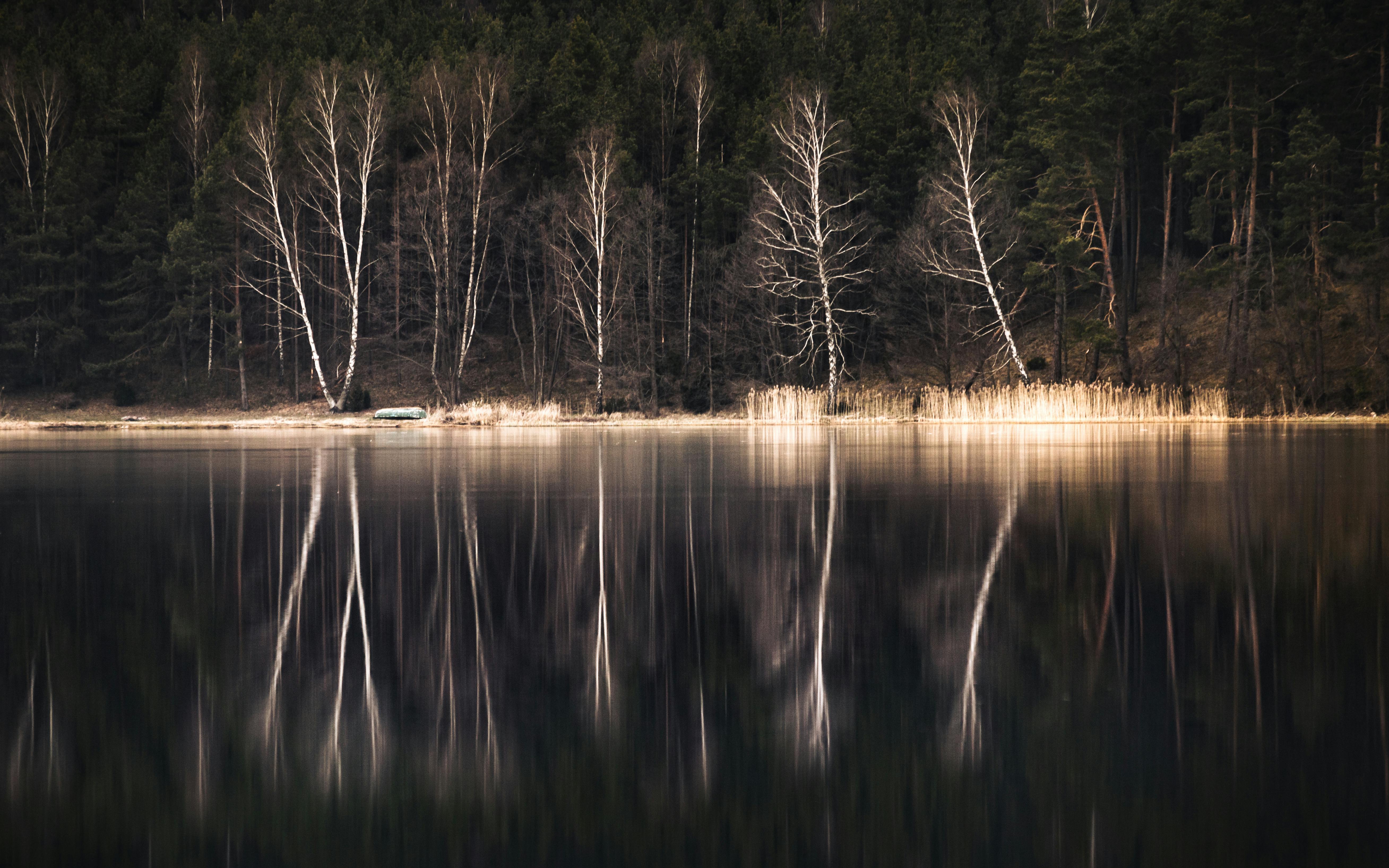 Calm Lake near Trees in the Forest · Free Stock Photo