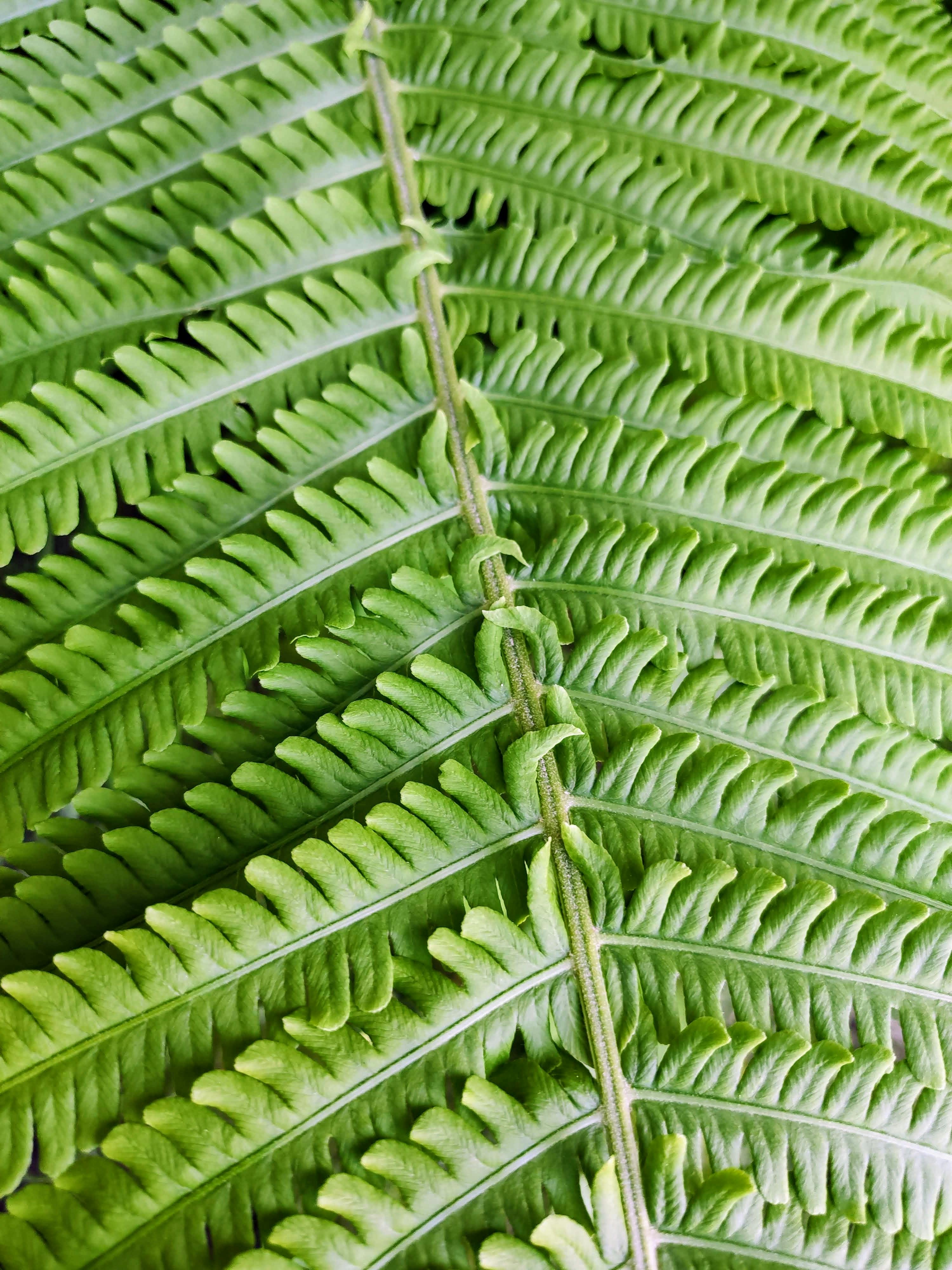 Fern Leaf in Close Up Photography · Free Stock Photo