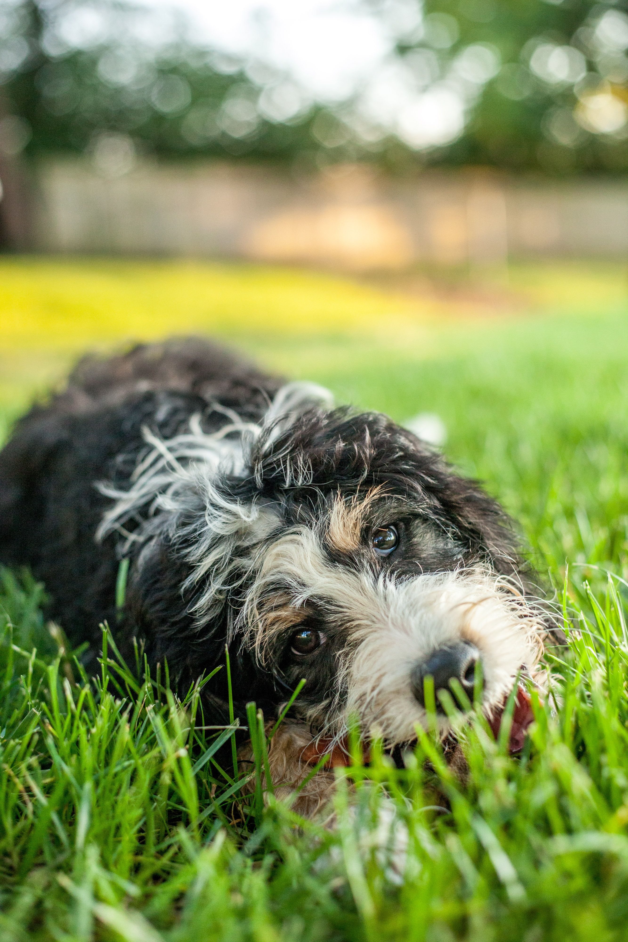 A Dog on the Grass · Free Stock Photo