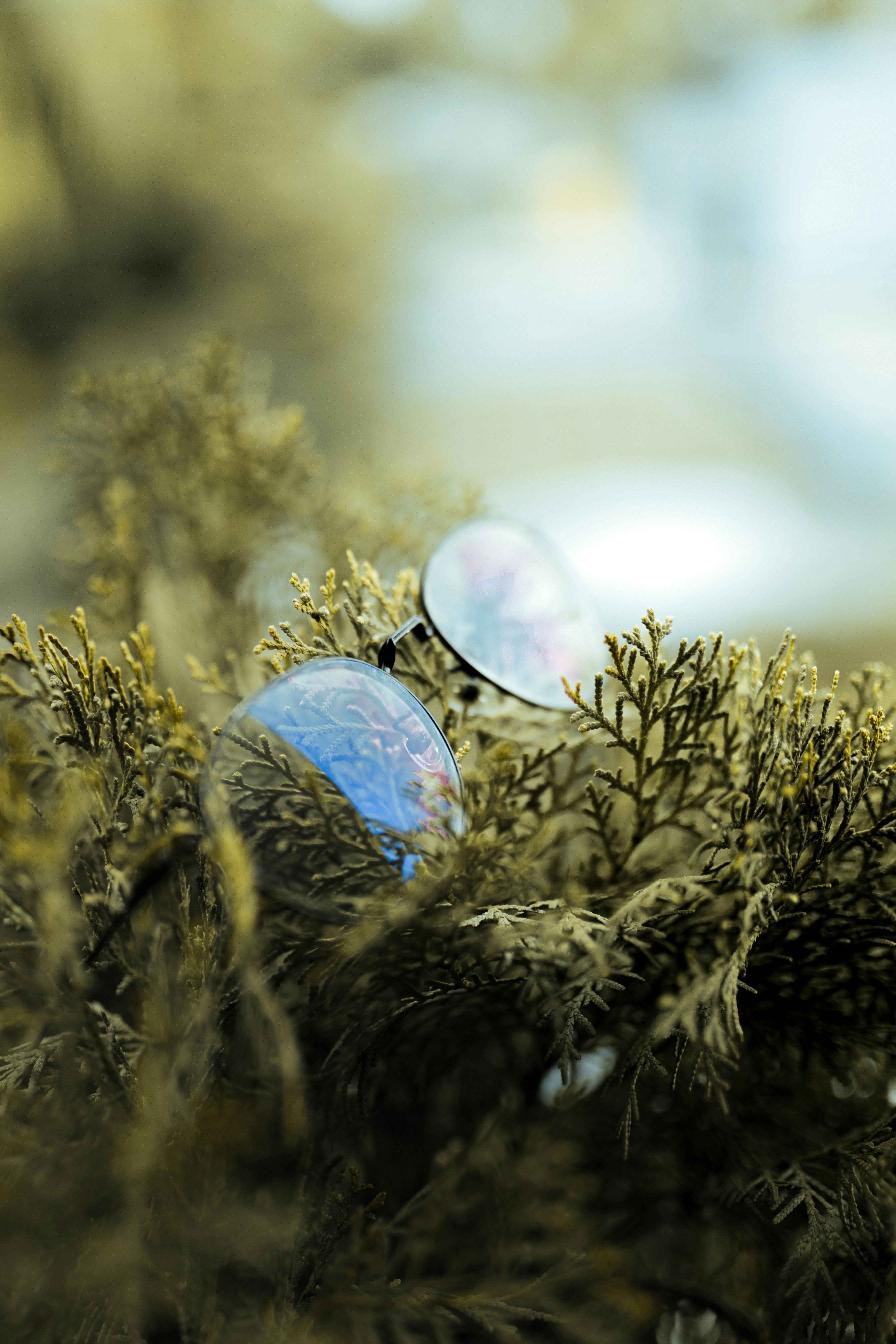 Eyeglasses on twigs in nature · Free Stock Photo