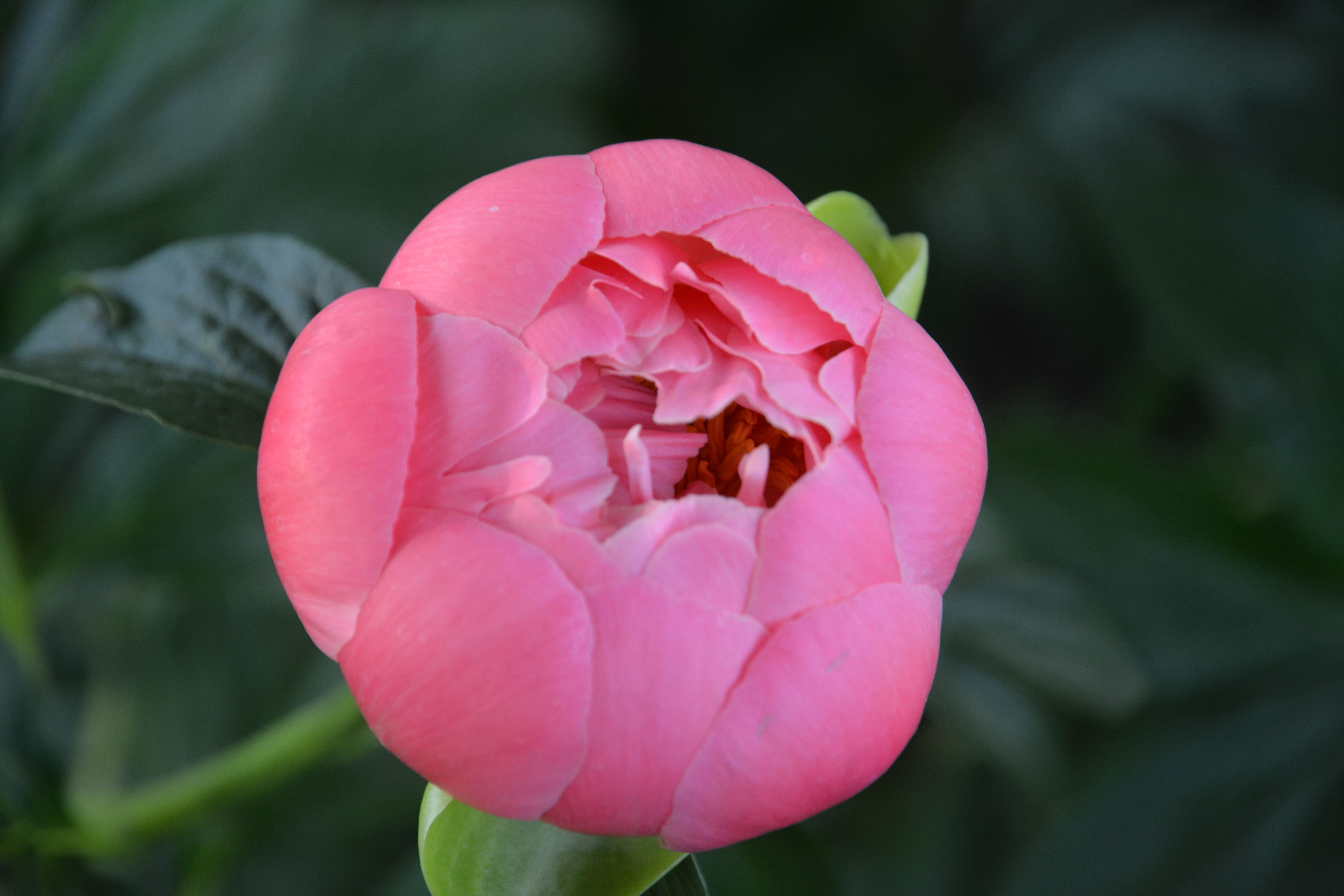 Close Up of Peony Flower · Free Stock Photo