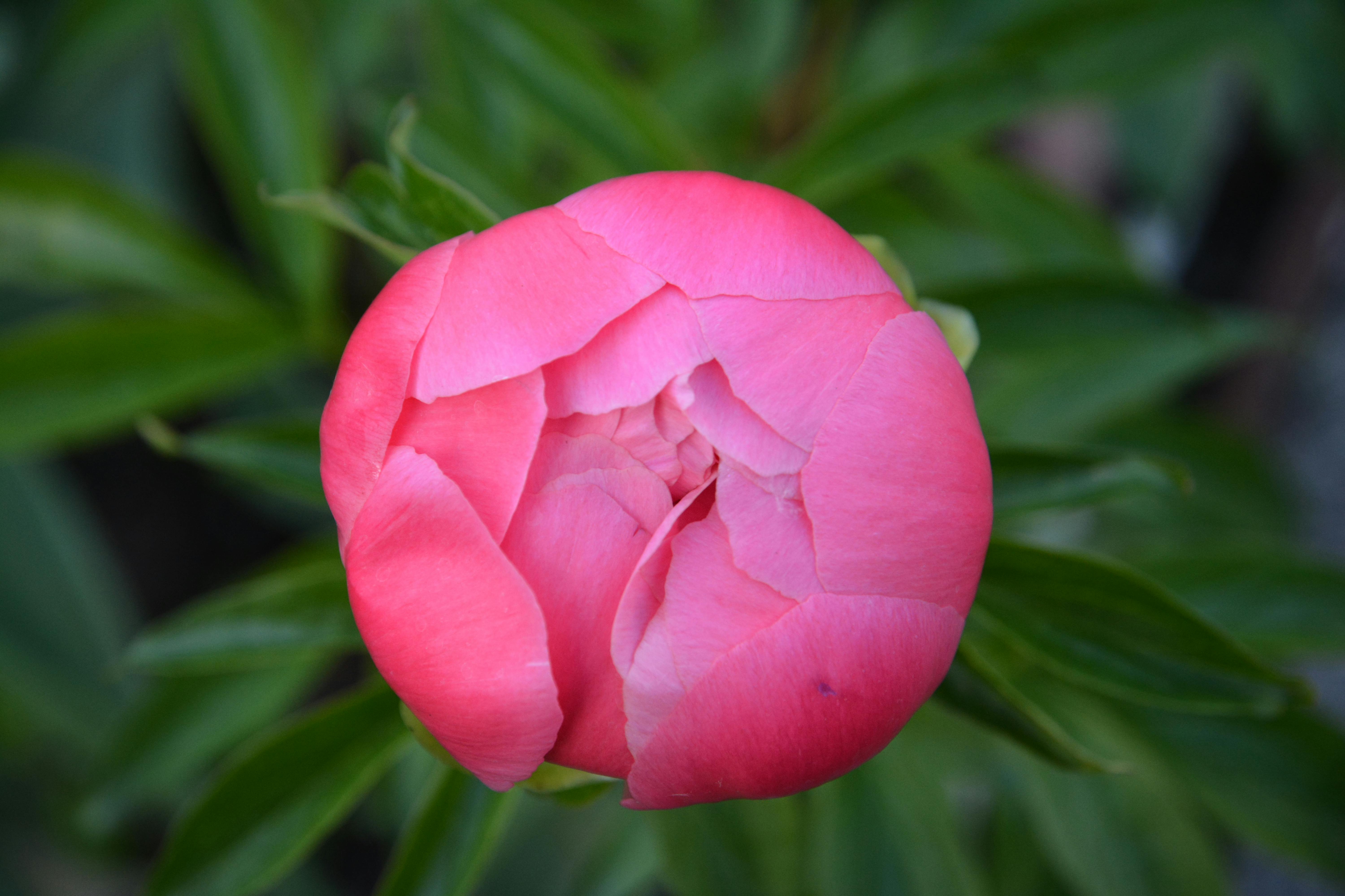 Top View of Flower · Free Stock Photo