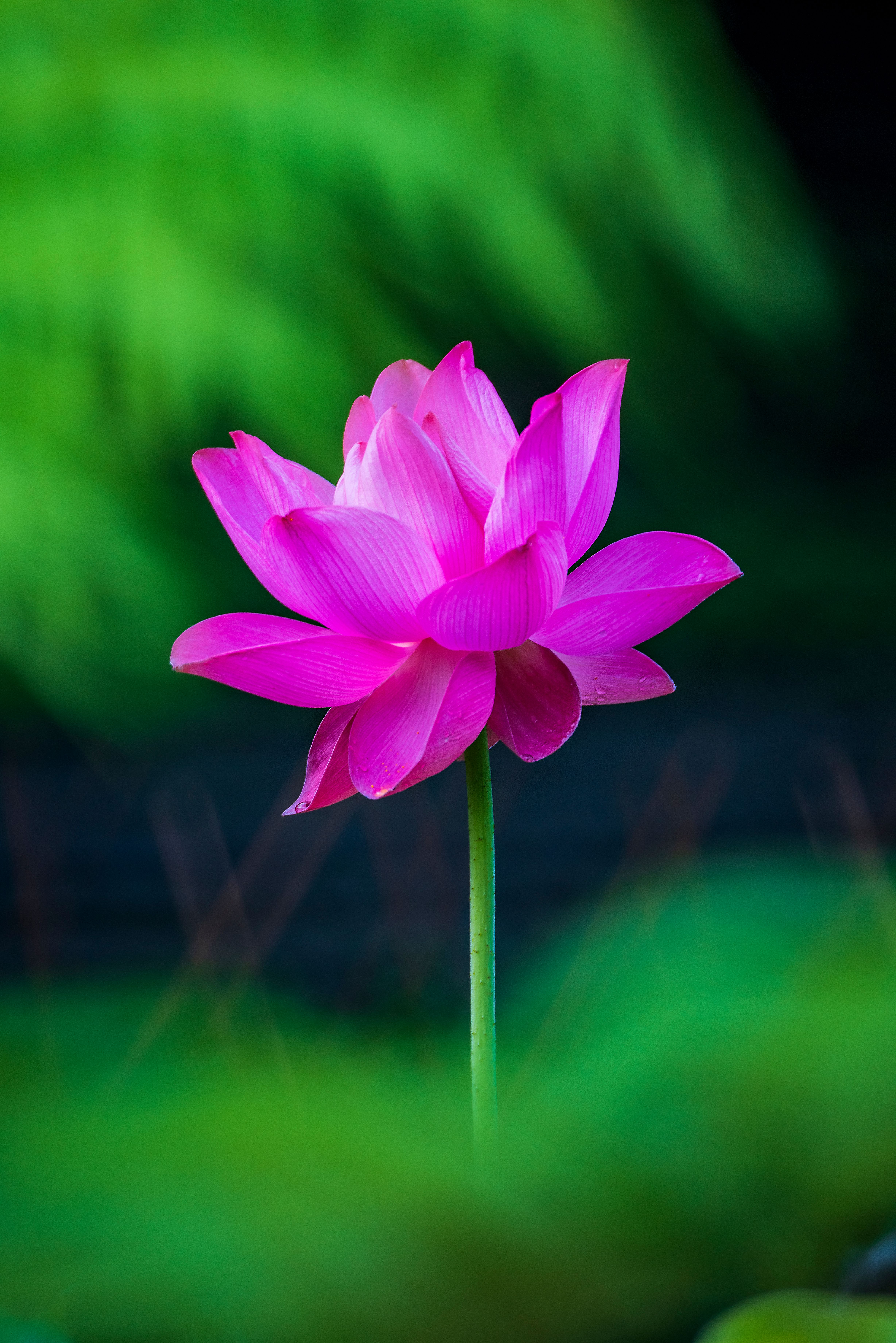 Lotus Flower Close-Up · Free Stock Photo