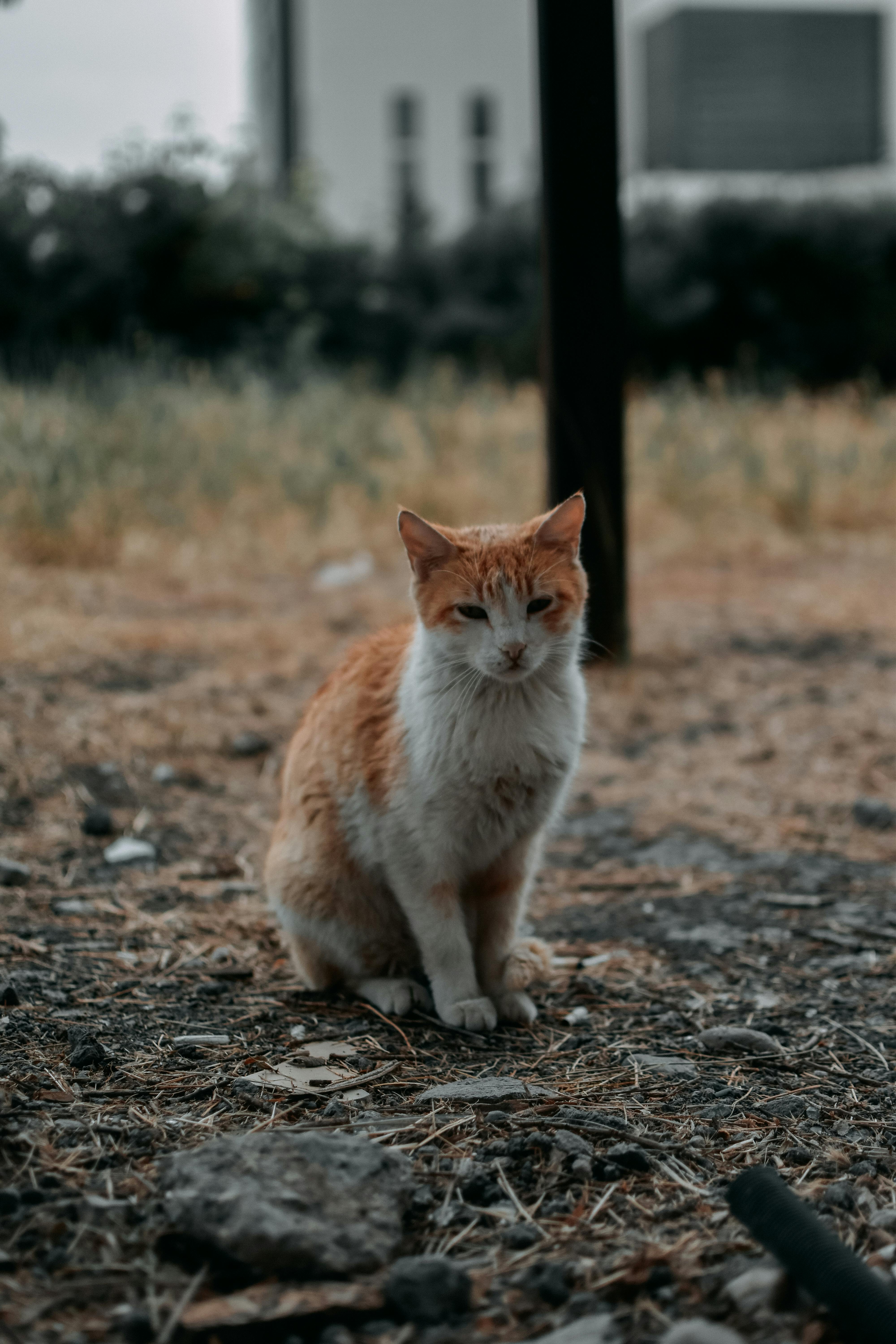 Portrait of a Cute Cat · Free Stock Photo