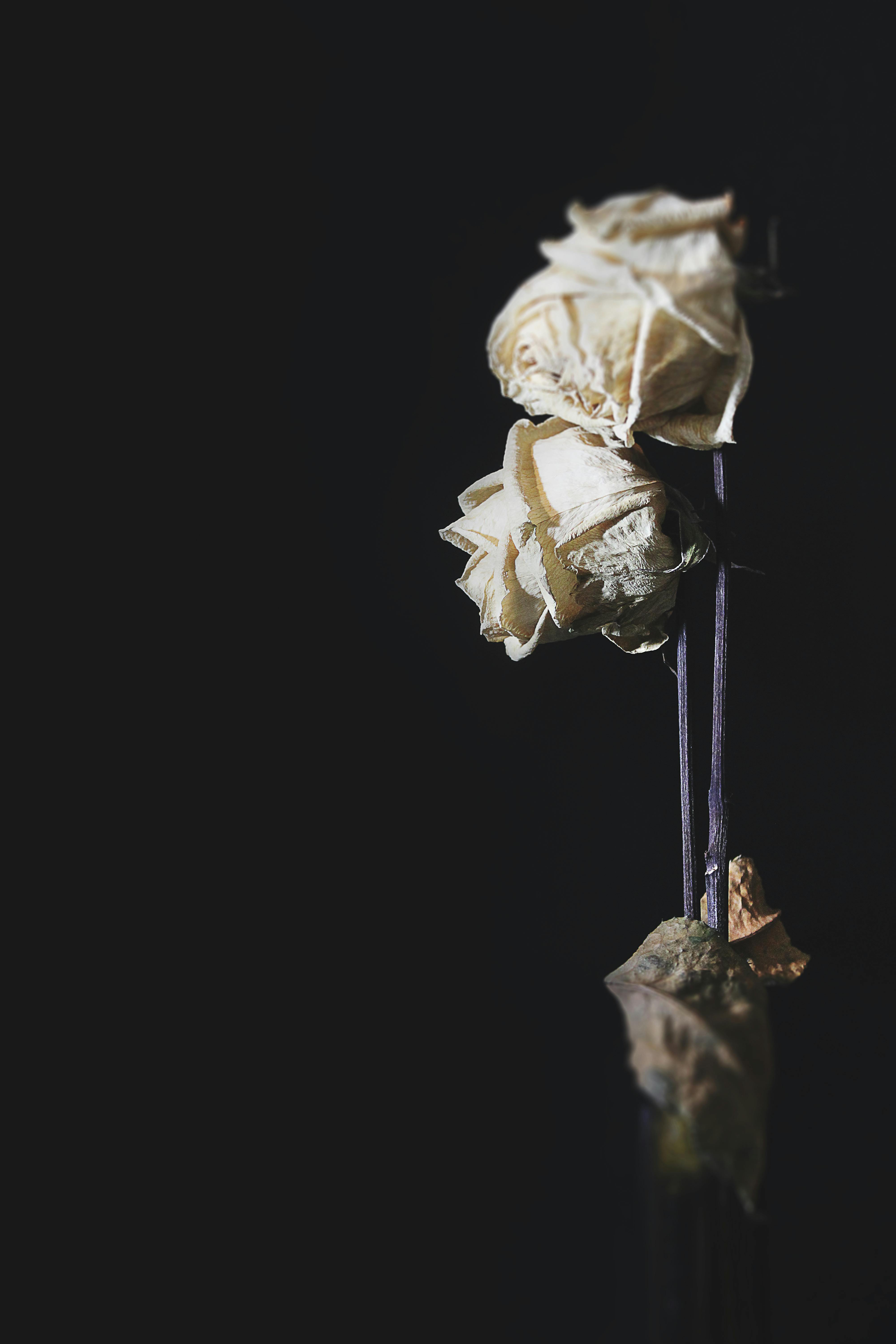 Terry Hahn - Photography