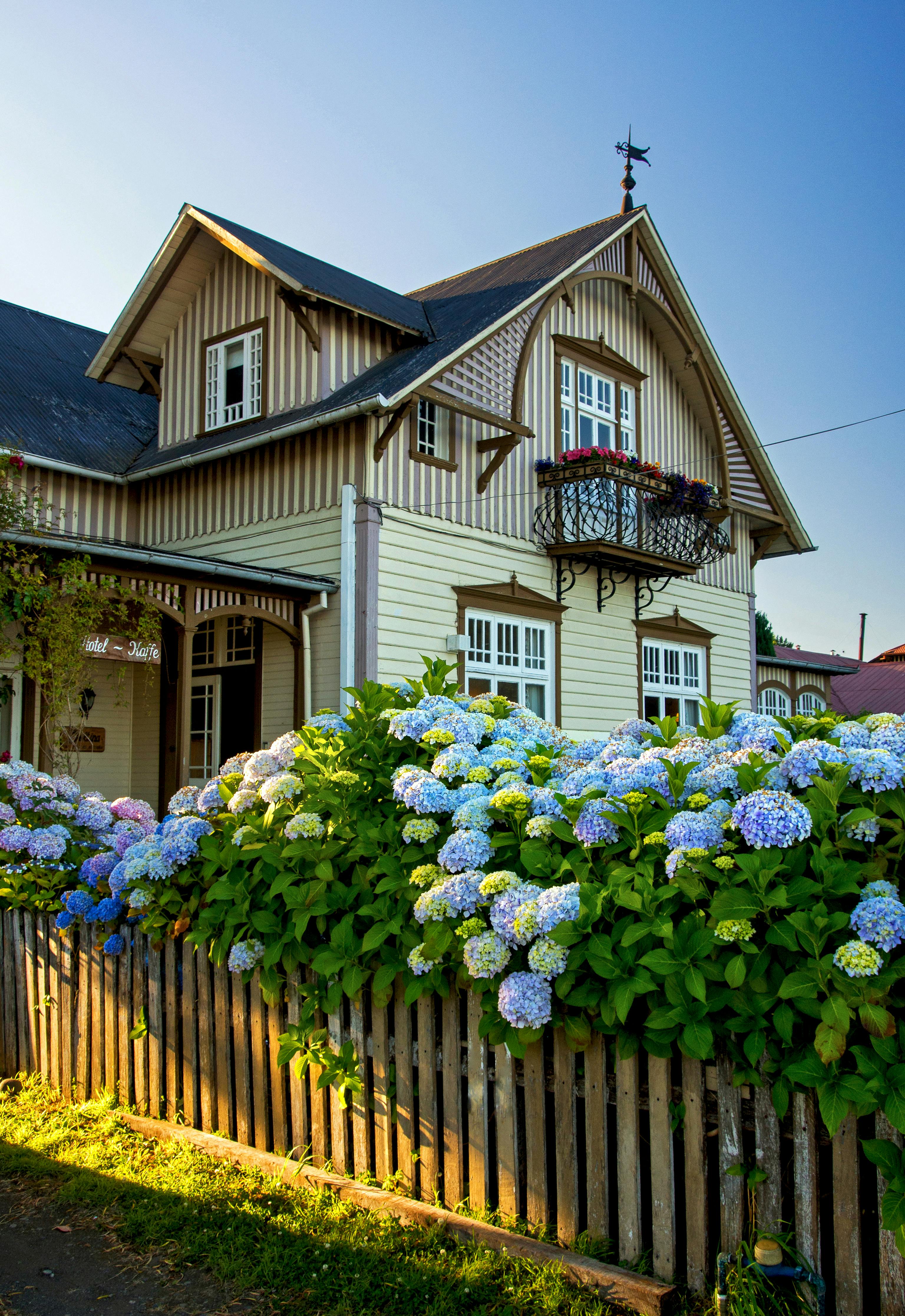 Hydrangeas Blooming along Fence of a House · Free Stock Photo