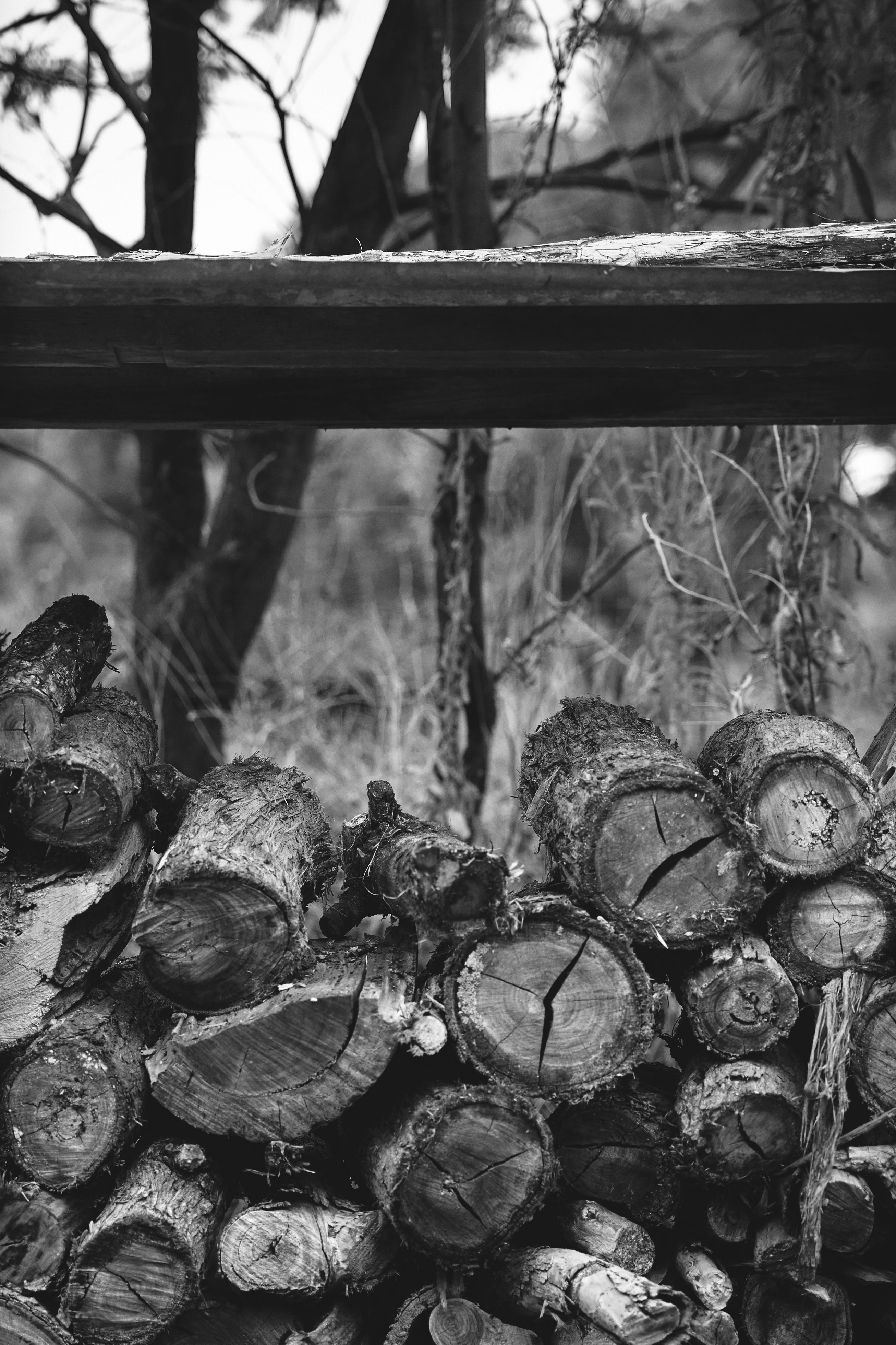 Stack of wood logs on backyard · Free Stock Photo