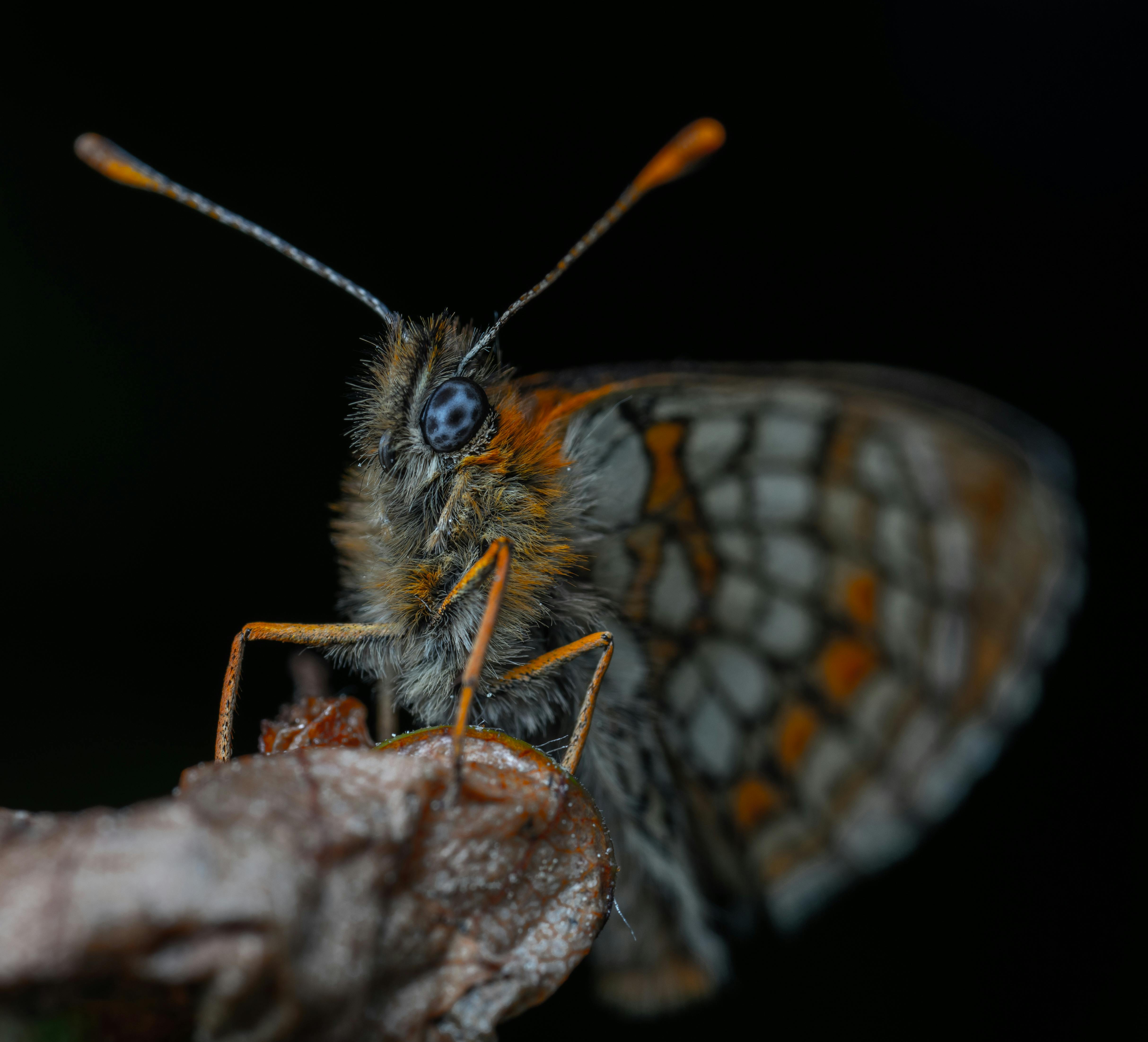 Butterfly Wing Design Photos, Download The BEST Free Butterfly Wing ...