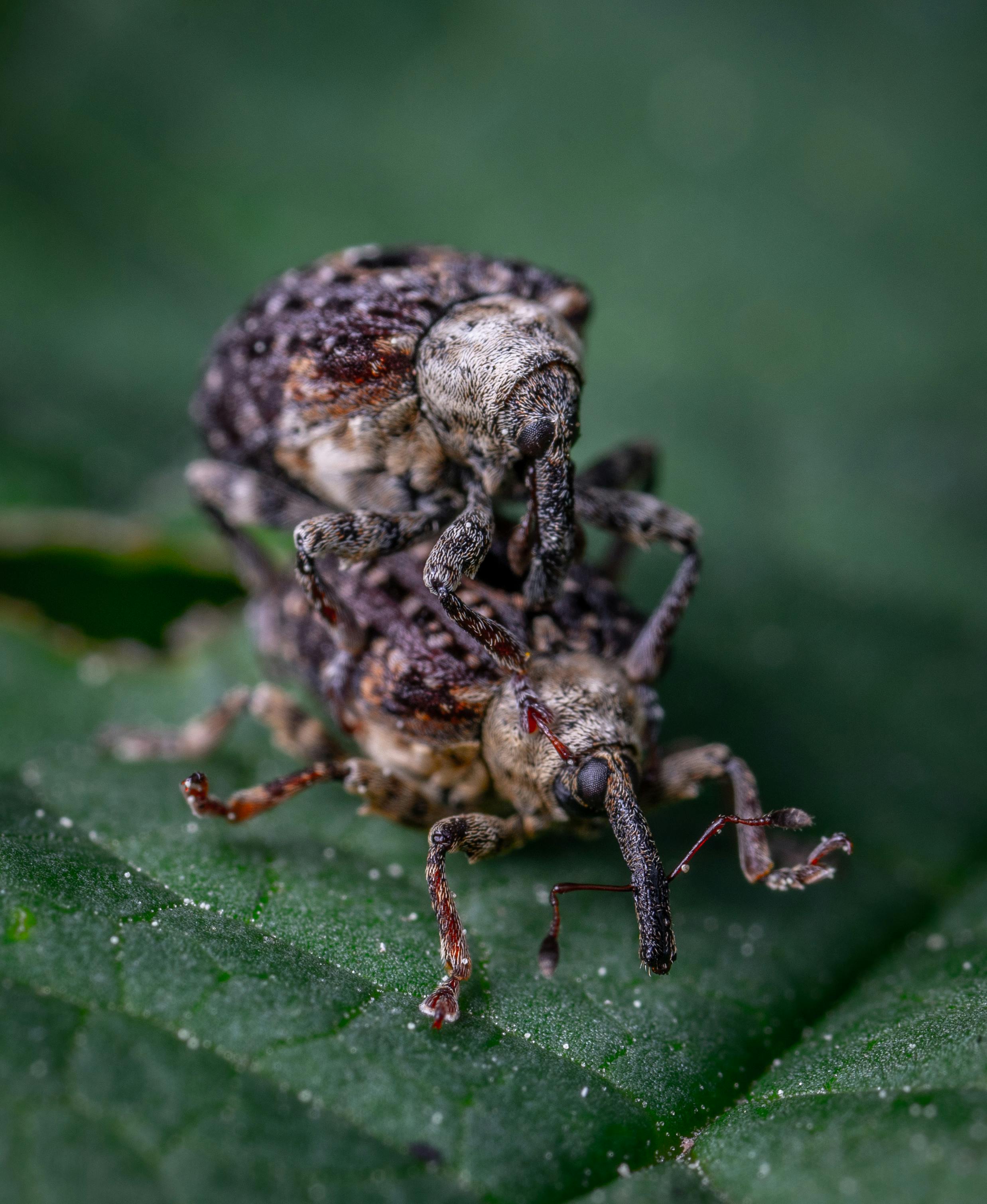 Macro Photography of Two Brown Weevils · Free Stock Photo