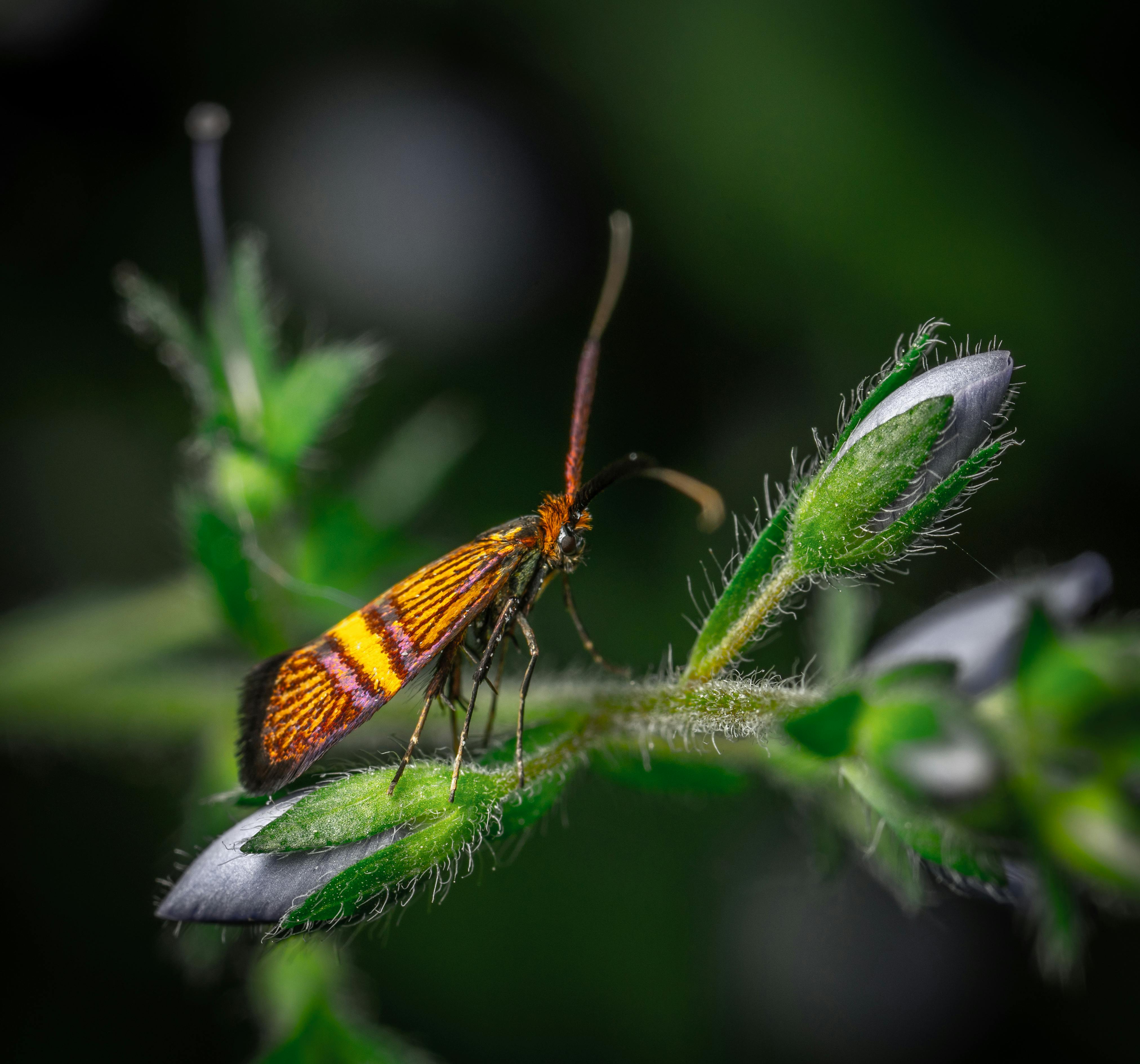 Close-Up Photo of Longhorn moth perched on A Flower · Free Stock Photo