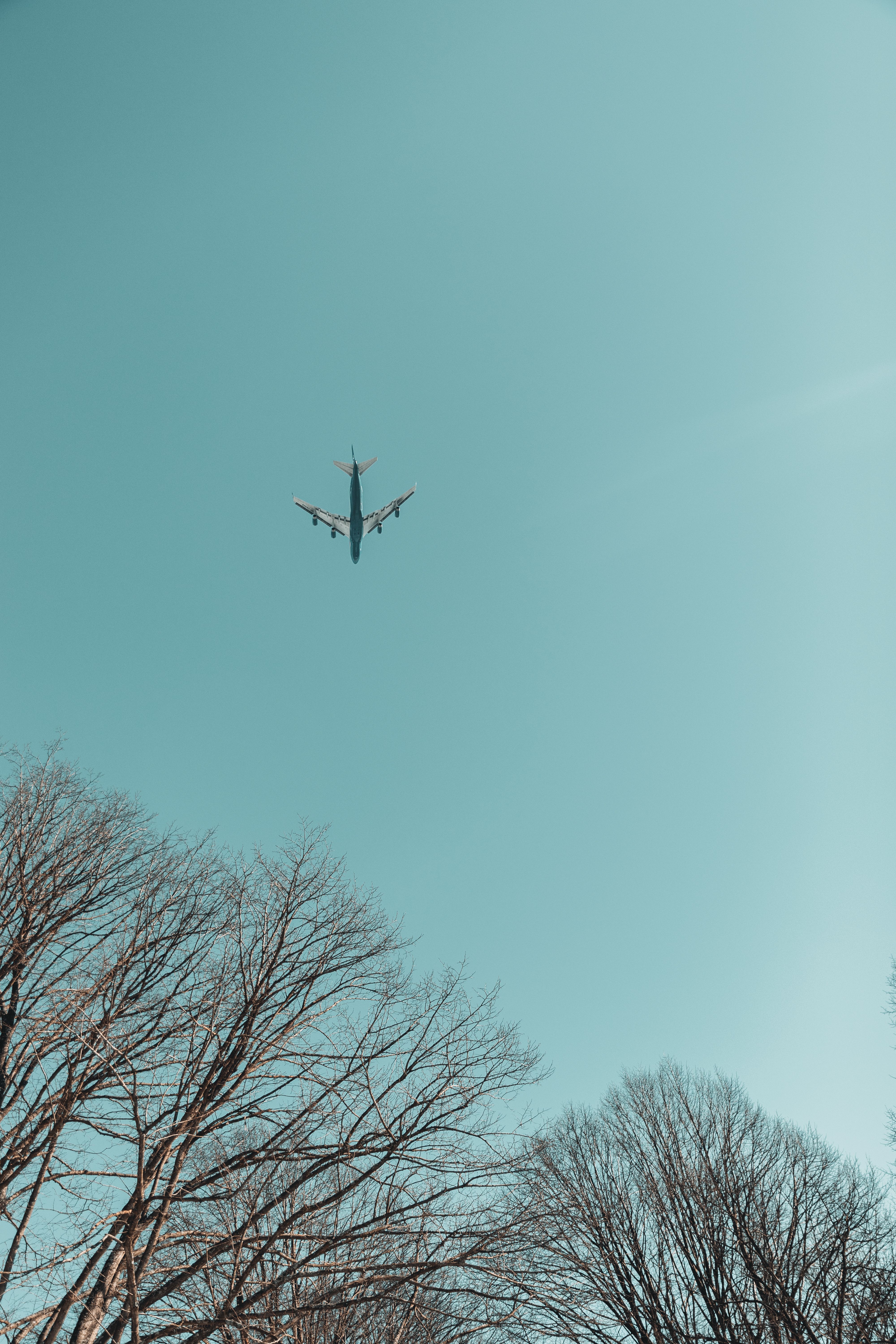 Airplane Flying over Bare Trees · Free Stock Photo