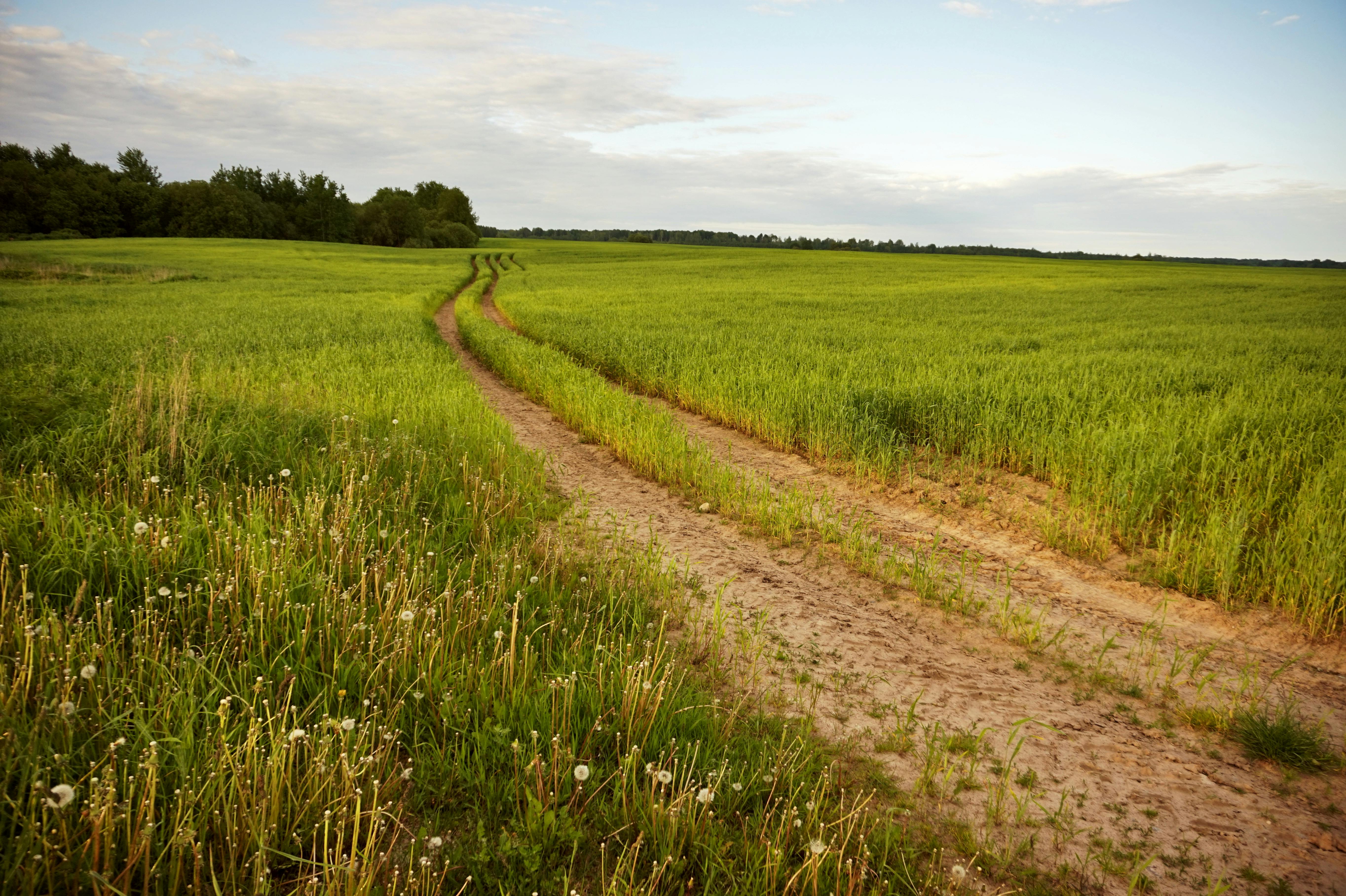 Photo of Road in the Middle of the Grass Field · Free Stock Photo
