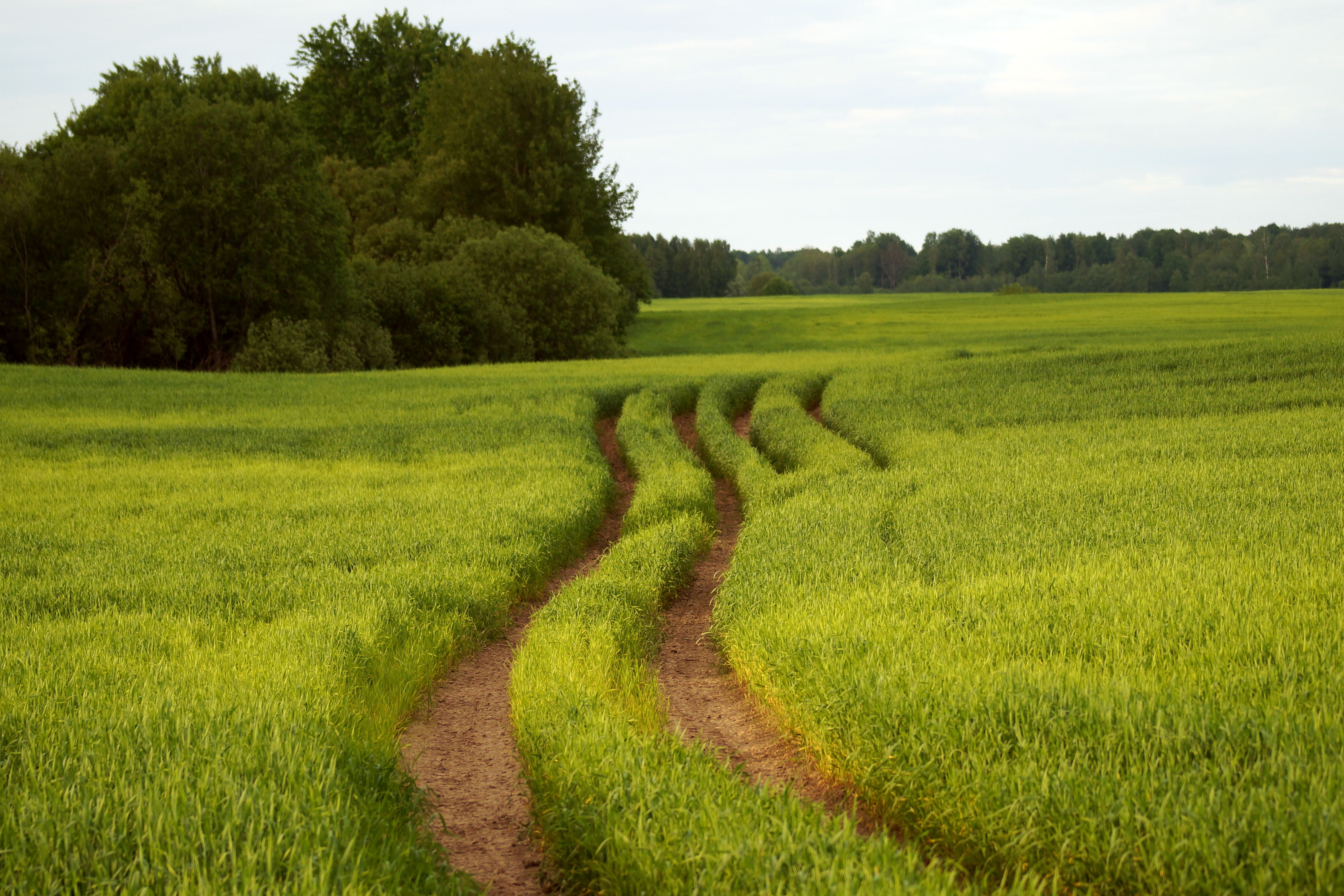Green Grass Field · Free Stock Photo