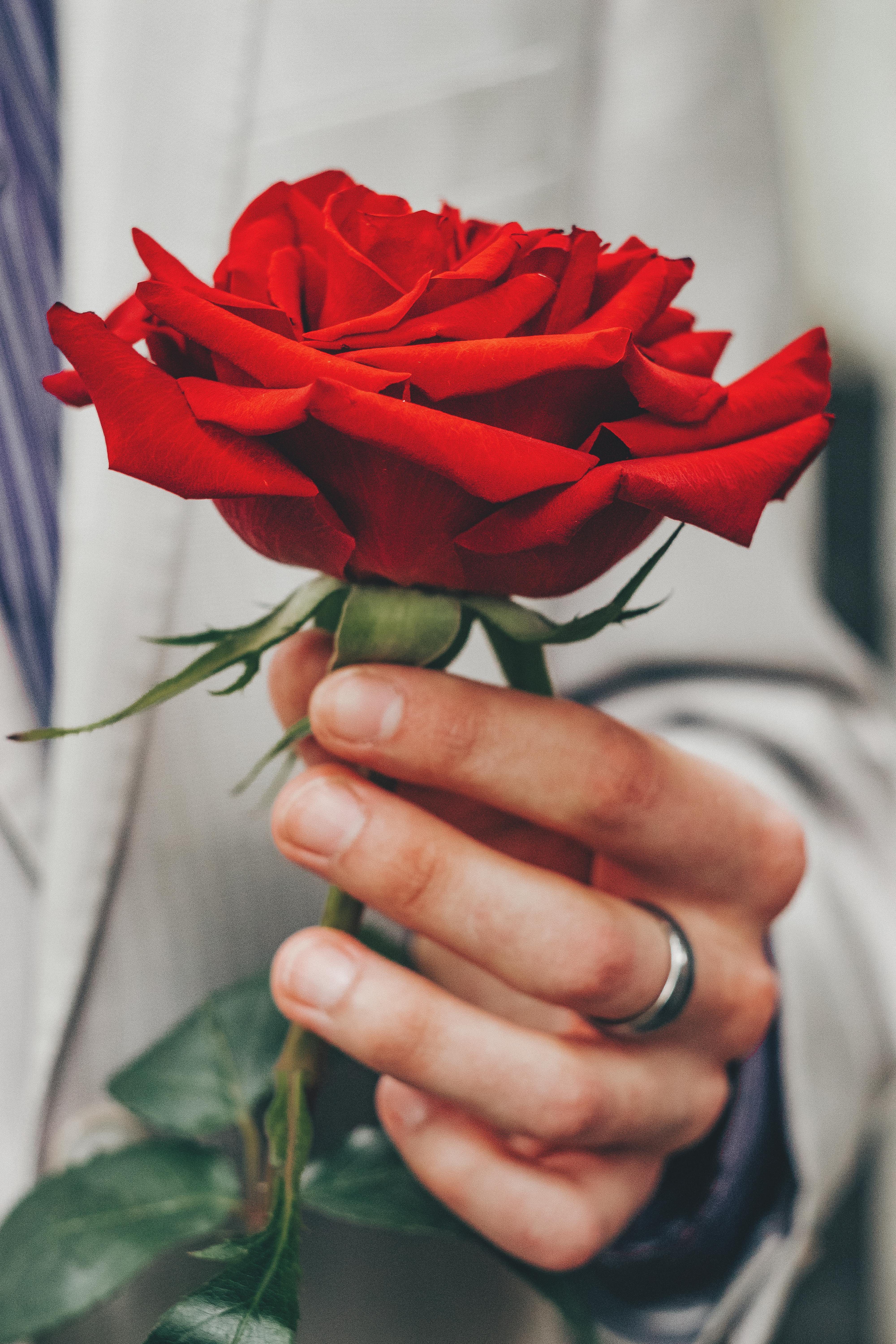 A Person Holding Red Rose Flower · Free Stock Photo