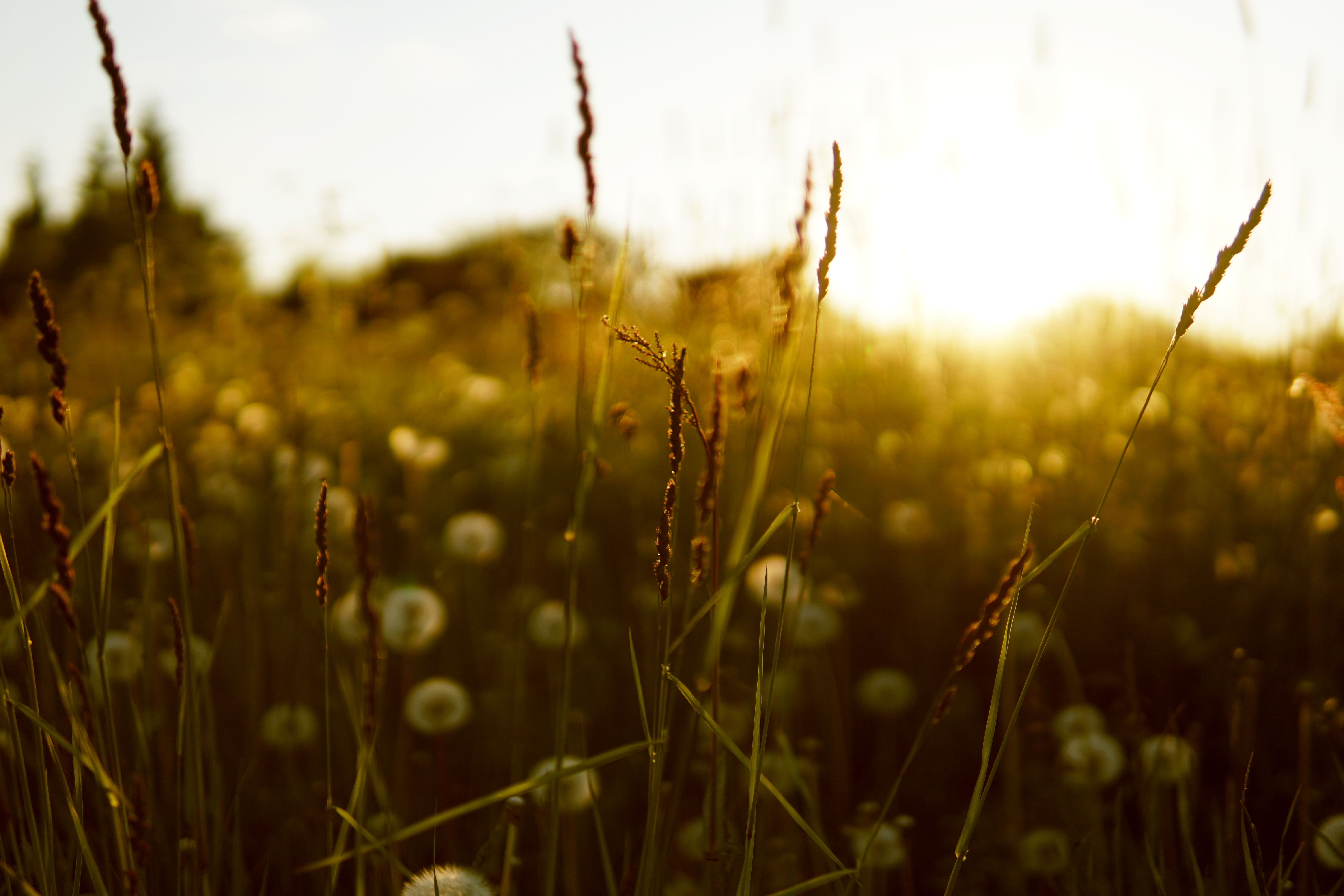 Green Grass over Yellow Background · Free Stock Photo