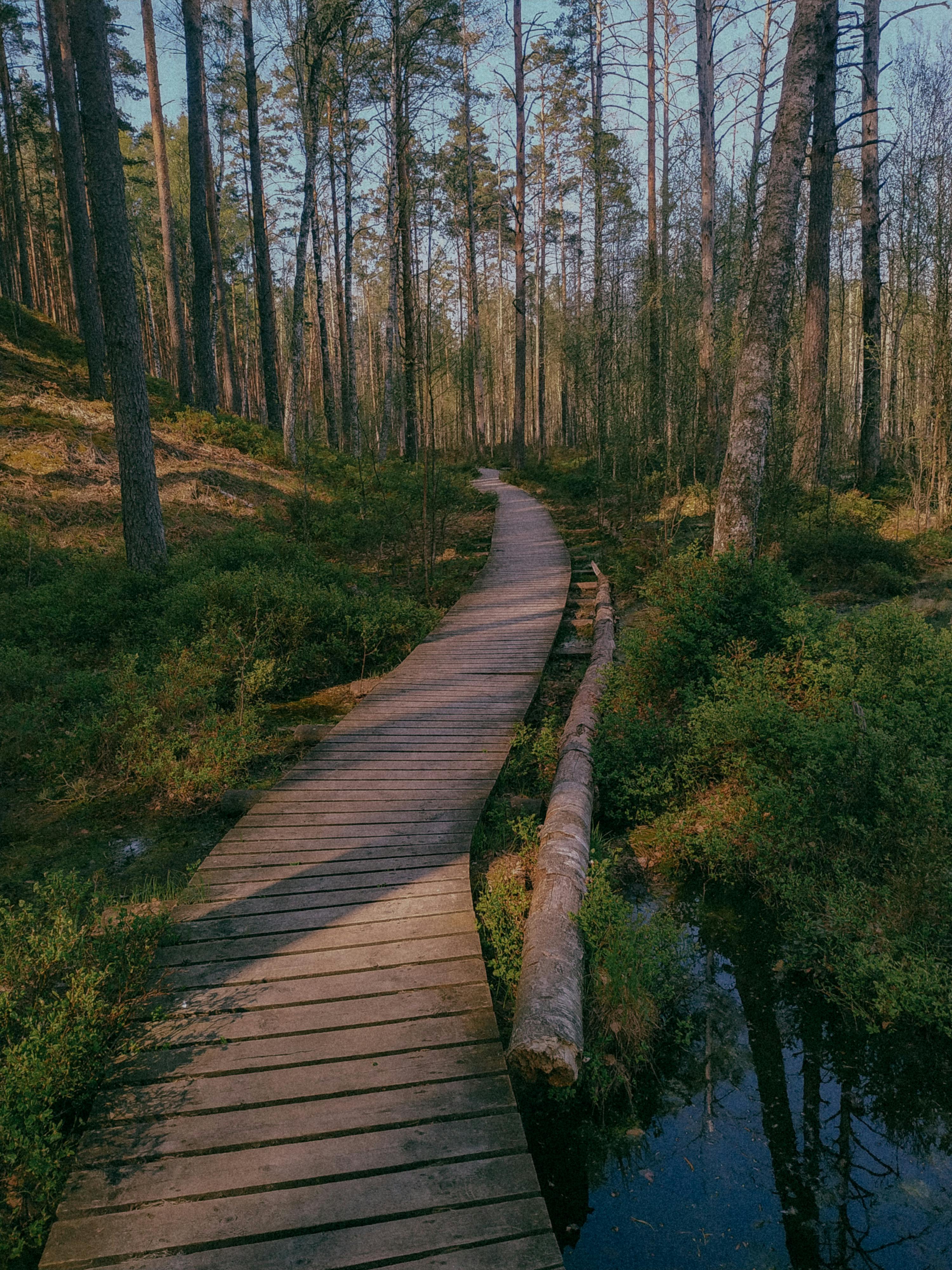 A Boardwalk on a Marsh · Free Stock Photo