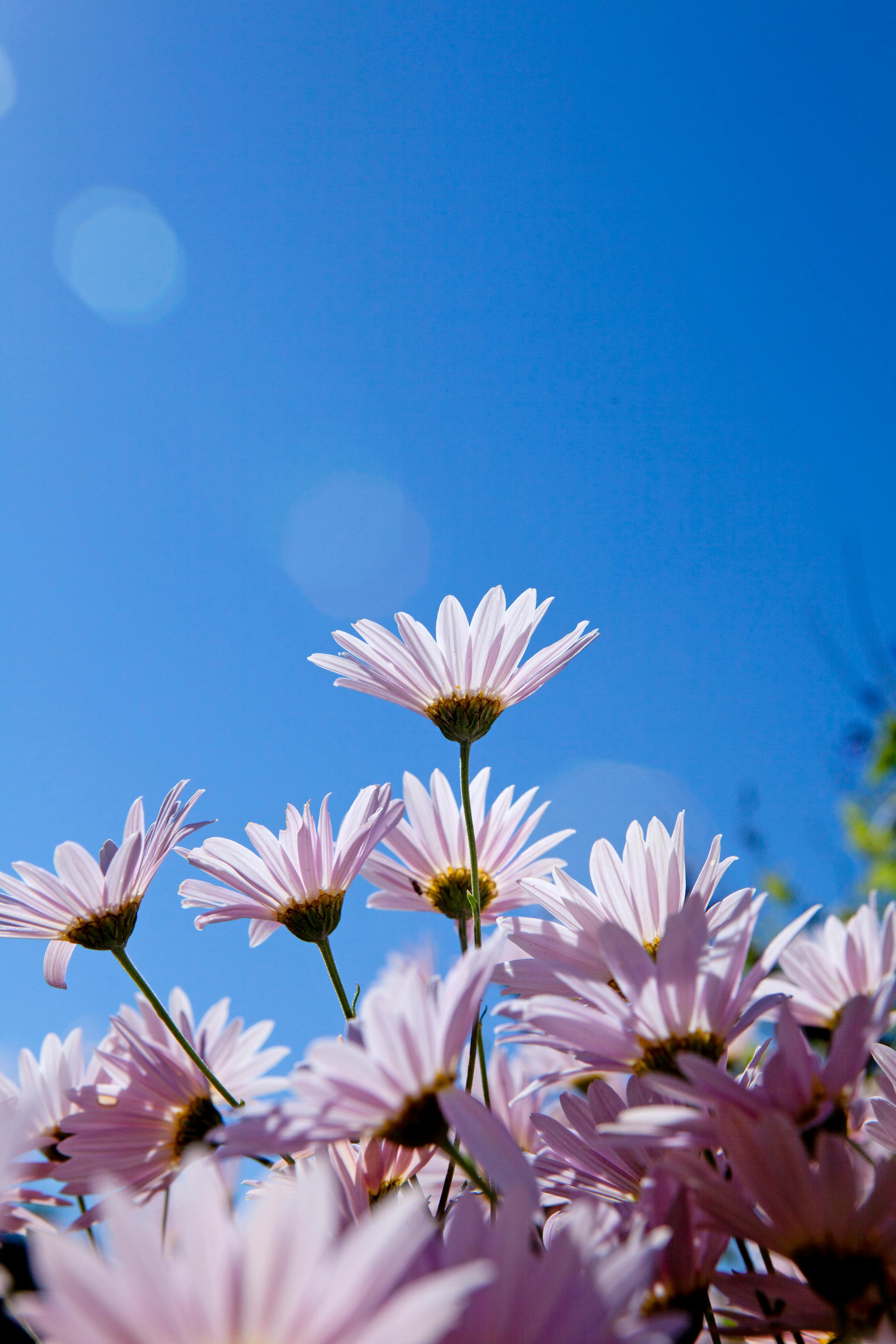 Blue Daisies Photos, Download The BEST Free Blue Daisies Stock Photos ...