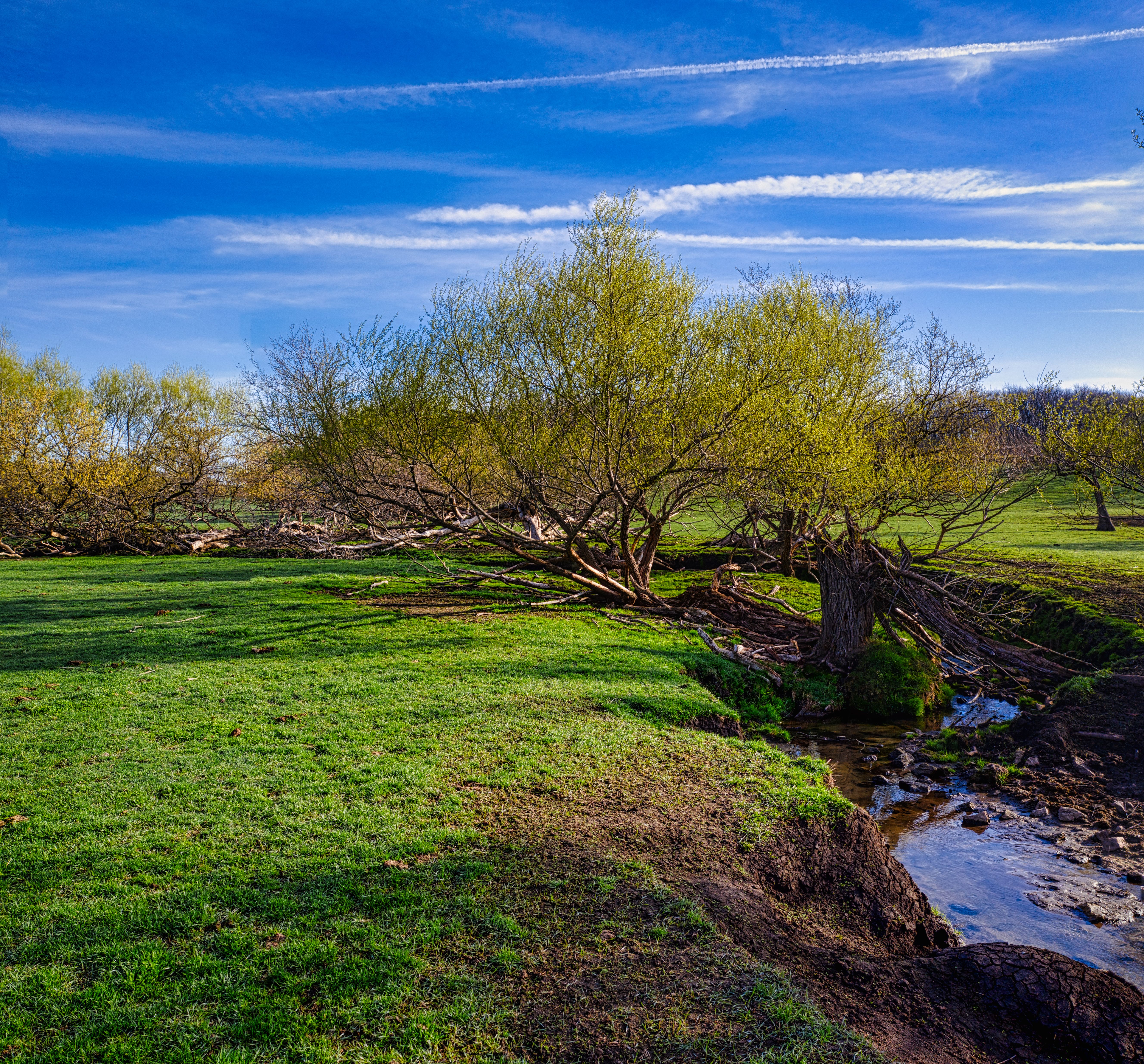 Green Trees on the Field · Free Stock Photo
