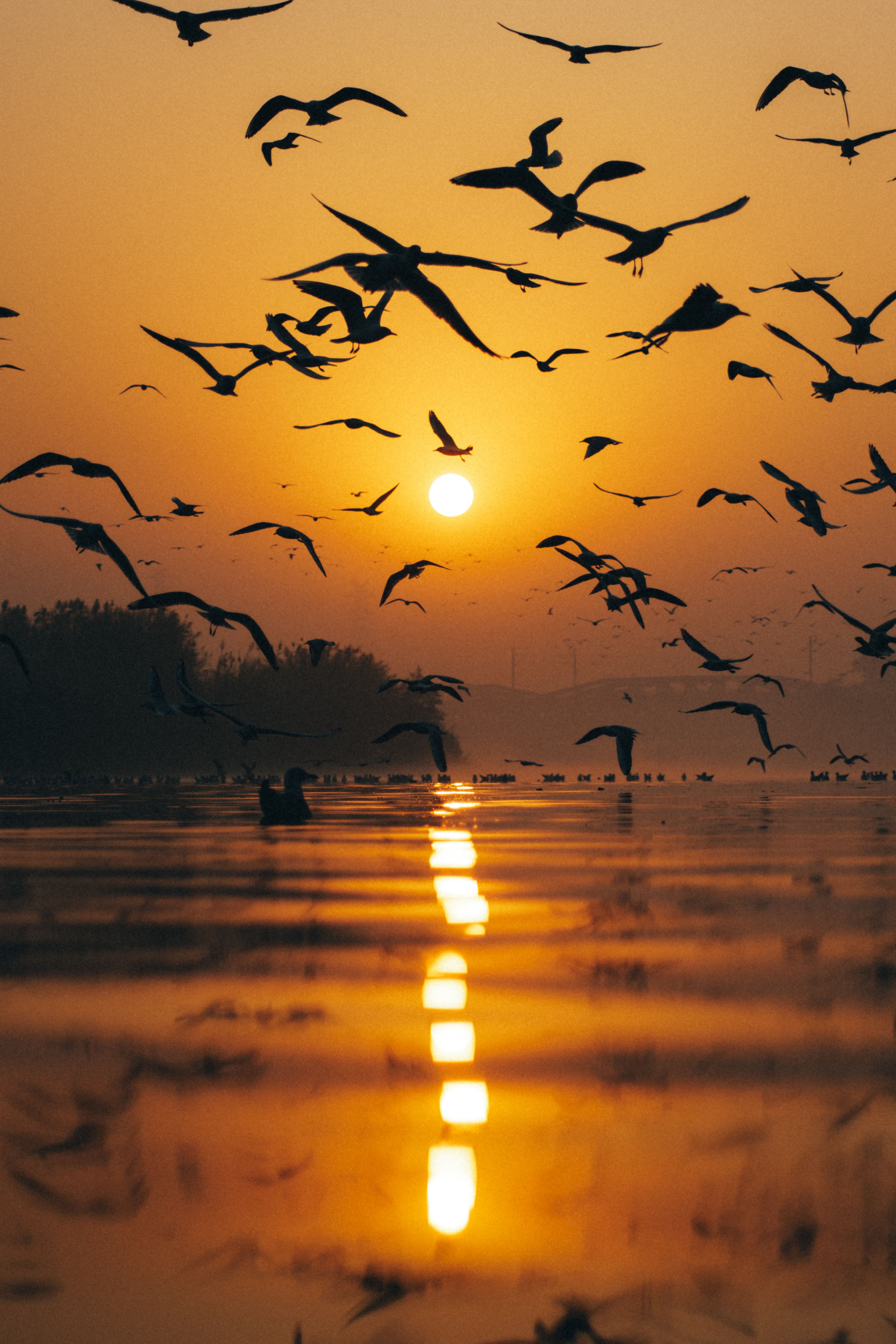 Flying Birds Silhouette Sunset