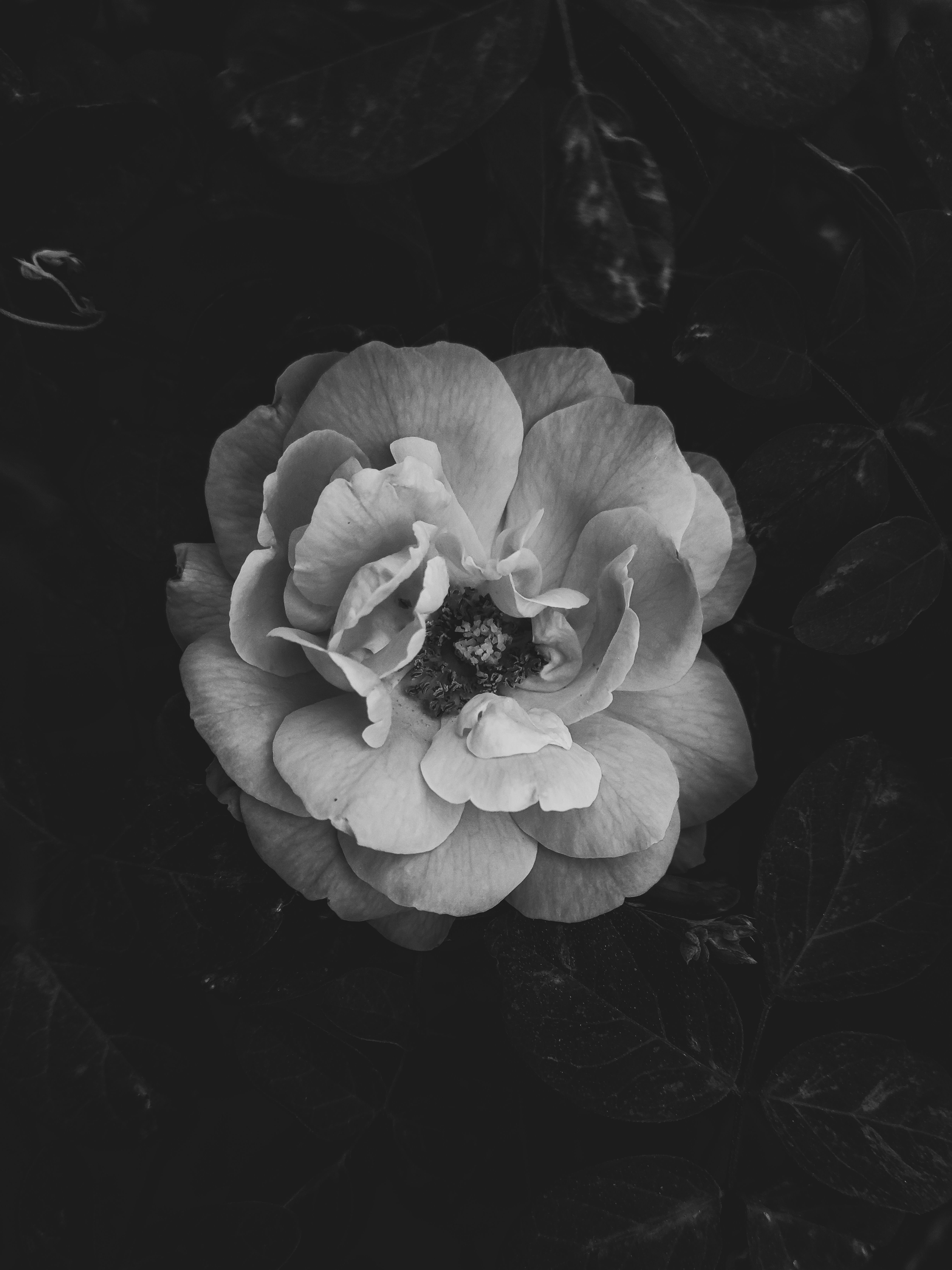 Grayscale Photography of Flower in Bloom · Free Stock Photo