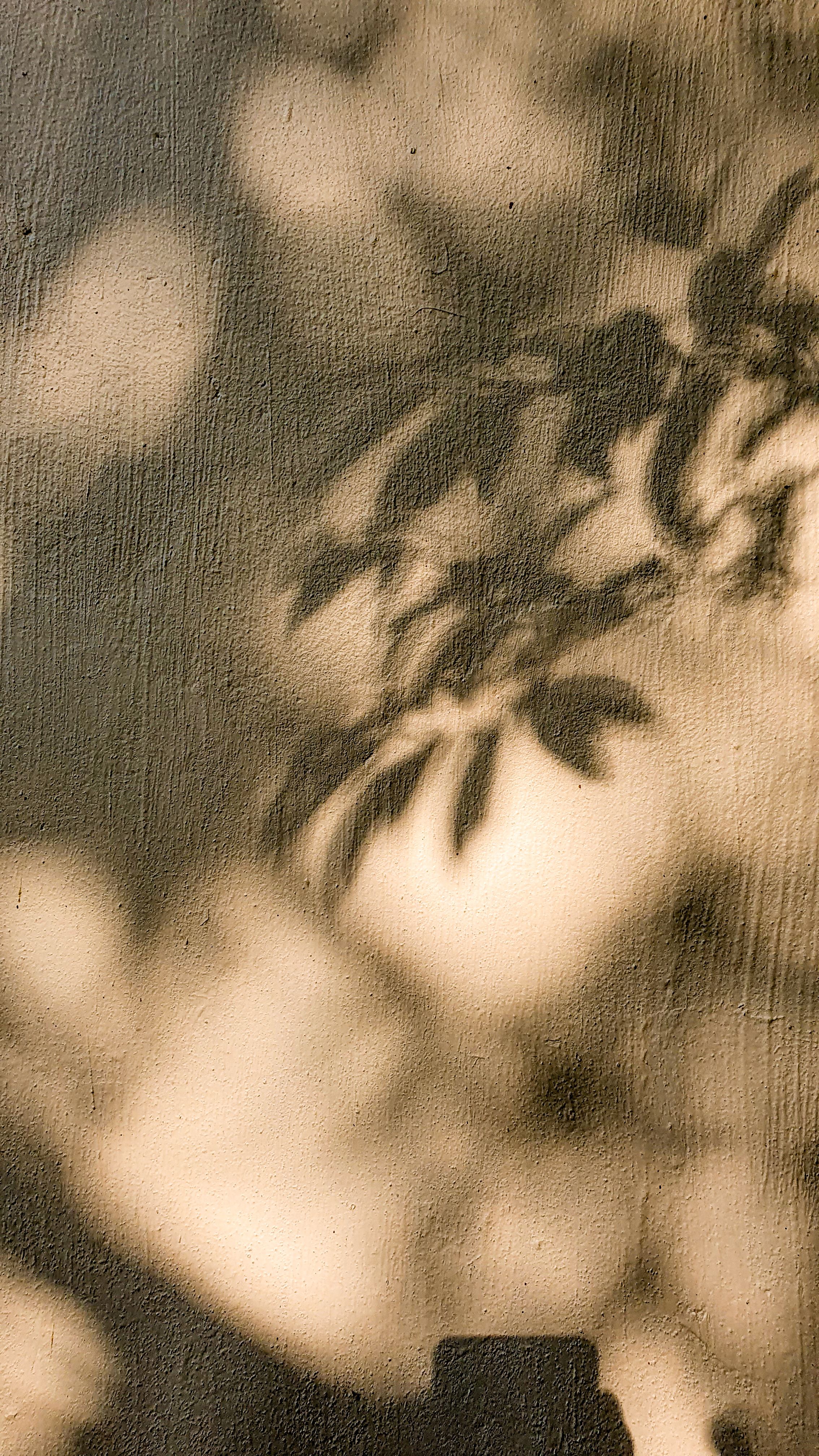 Tree Shadow on Wall · Free Stock Photo