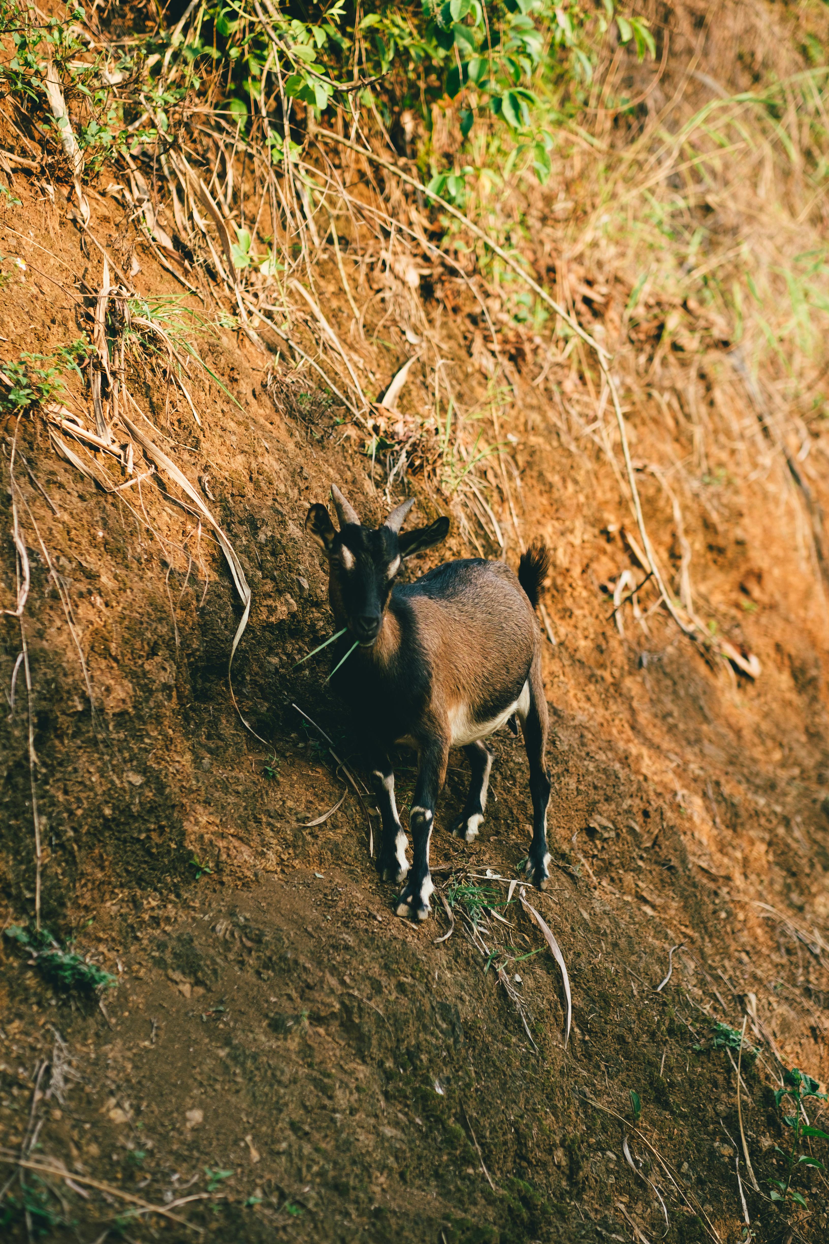 2 Horned Animal Crashing Each Other · Free Stock Photo