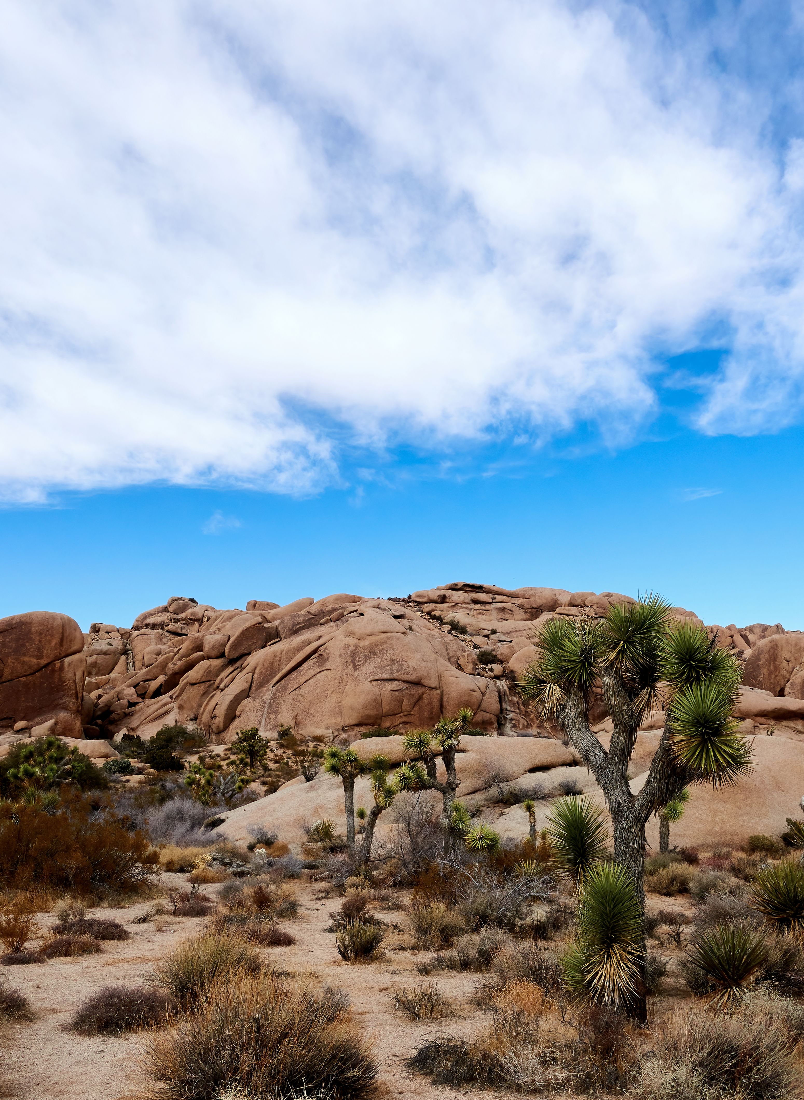 Joshua Tree National Park Under Blue Sky · Free Stock Photo