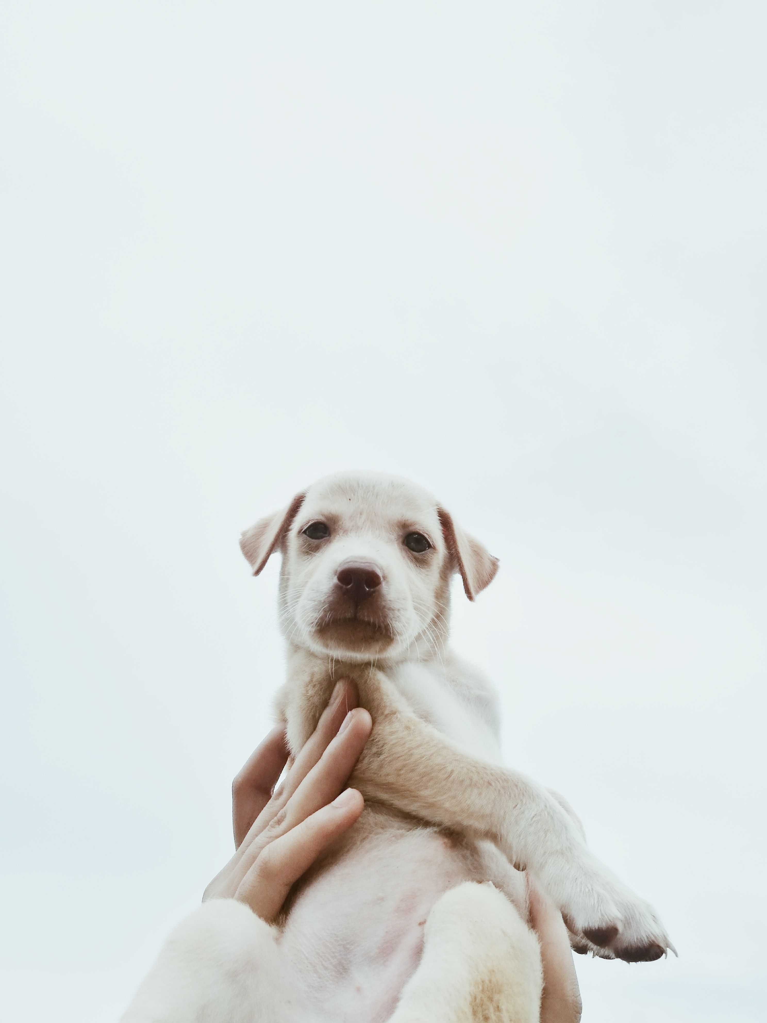 Low Angle Animal Images Photos, Download The BEST Free Low Angle Animal ...