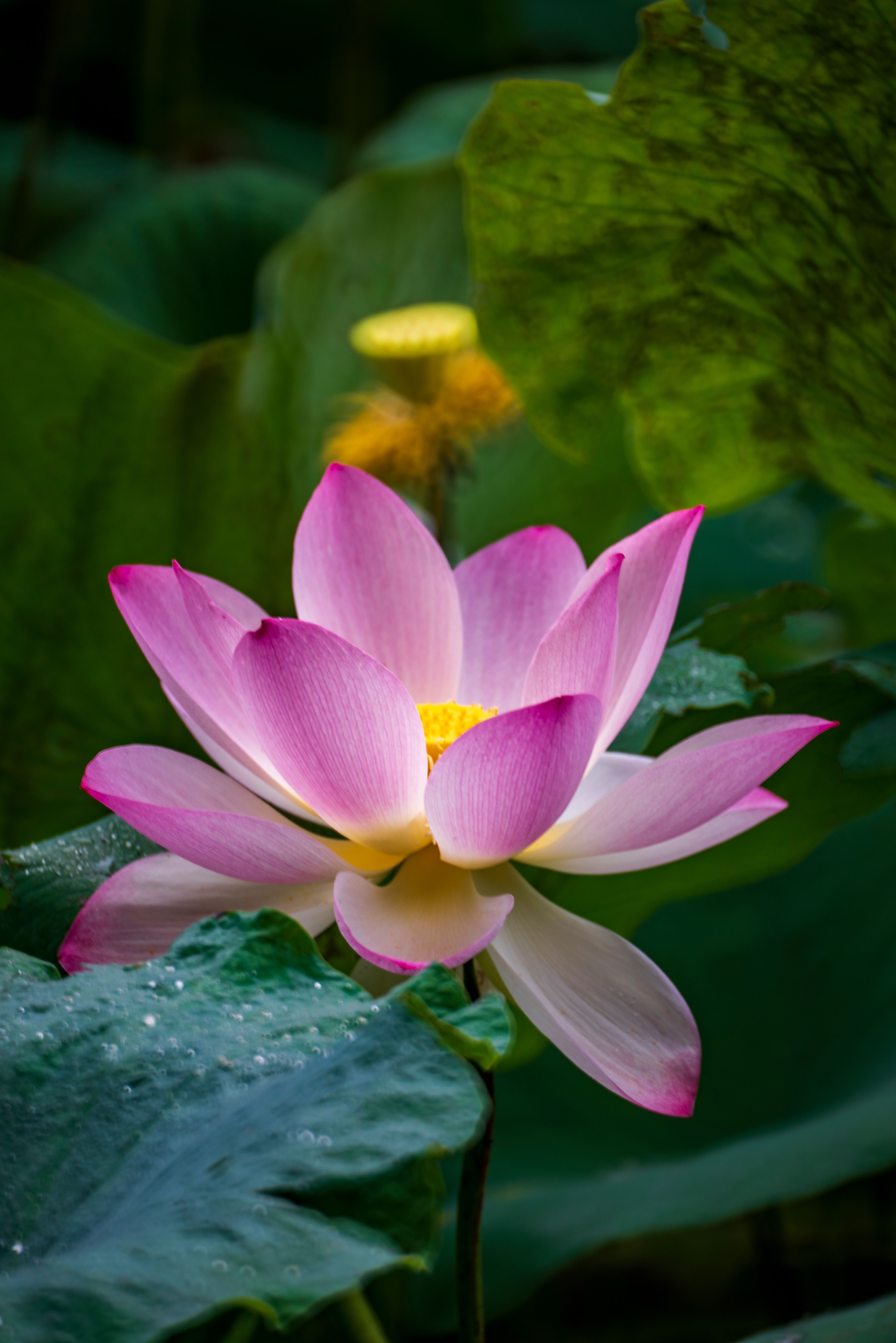 A Blooming Lotus Flower · Free Stock Photo