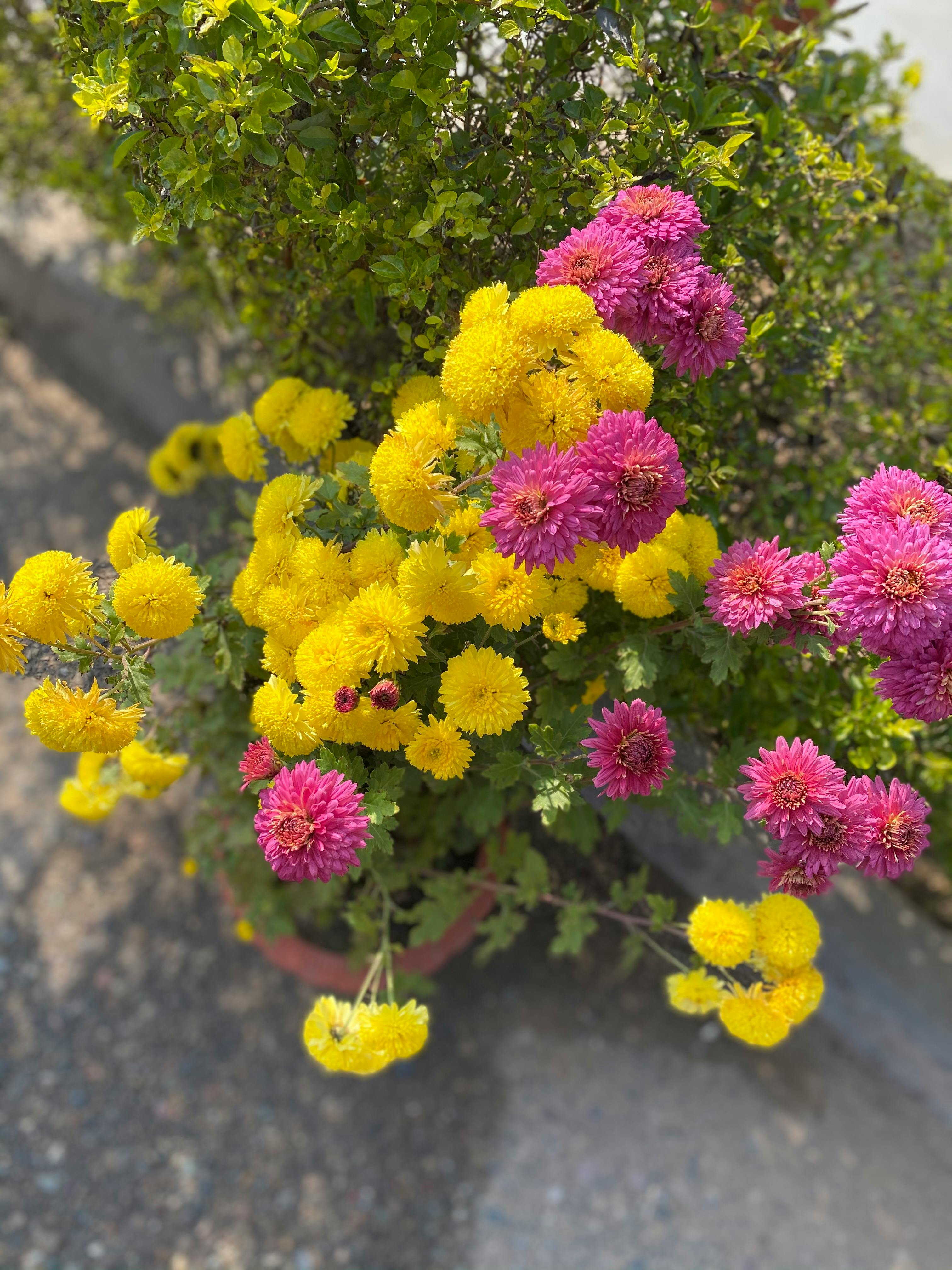 Close-Up Shot of Yellow and Pink Chrysanthemums in Bloom · Free Stock Photo