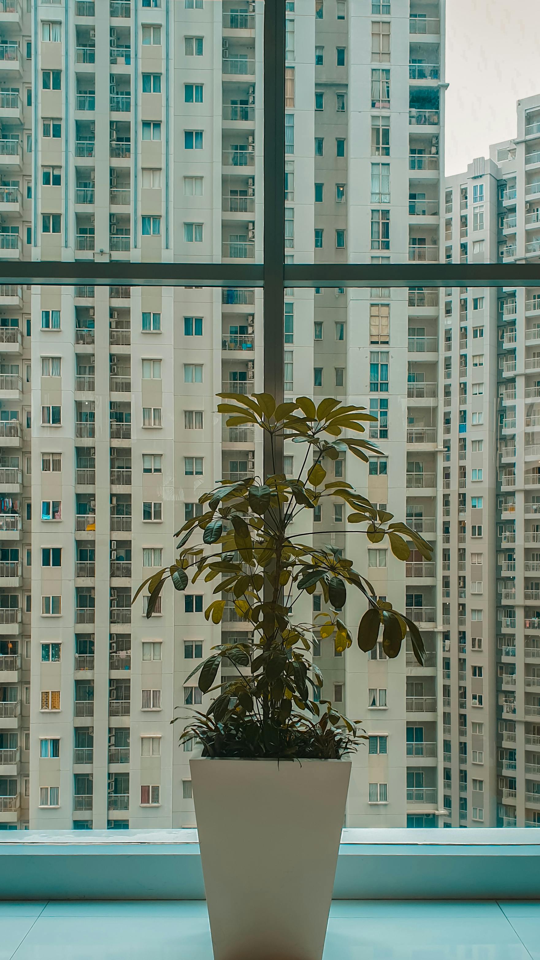 Potted Plants on a Window Sill · Free Stock Photo